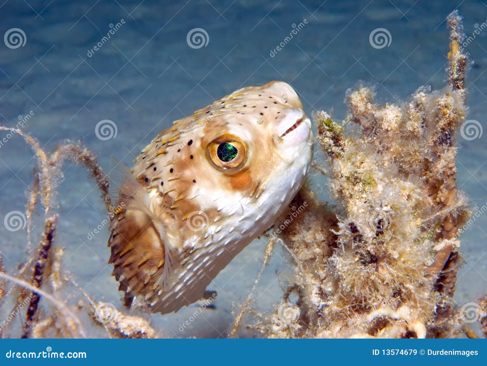 Balloon fish stock image. Image of vertebrate, underwater - 13574679