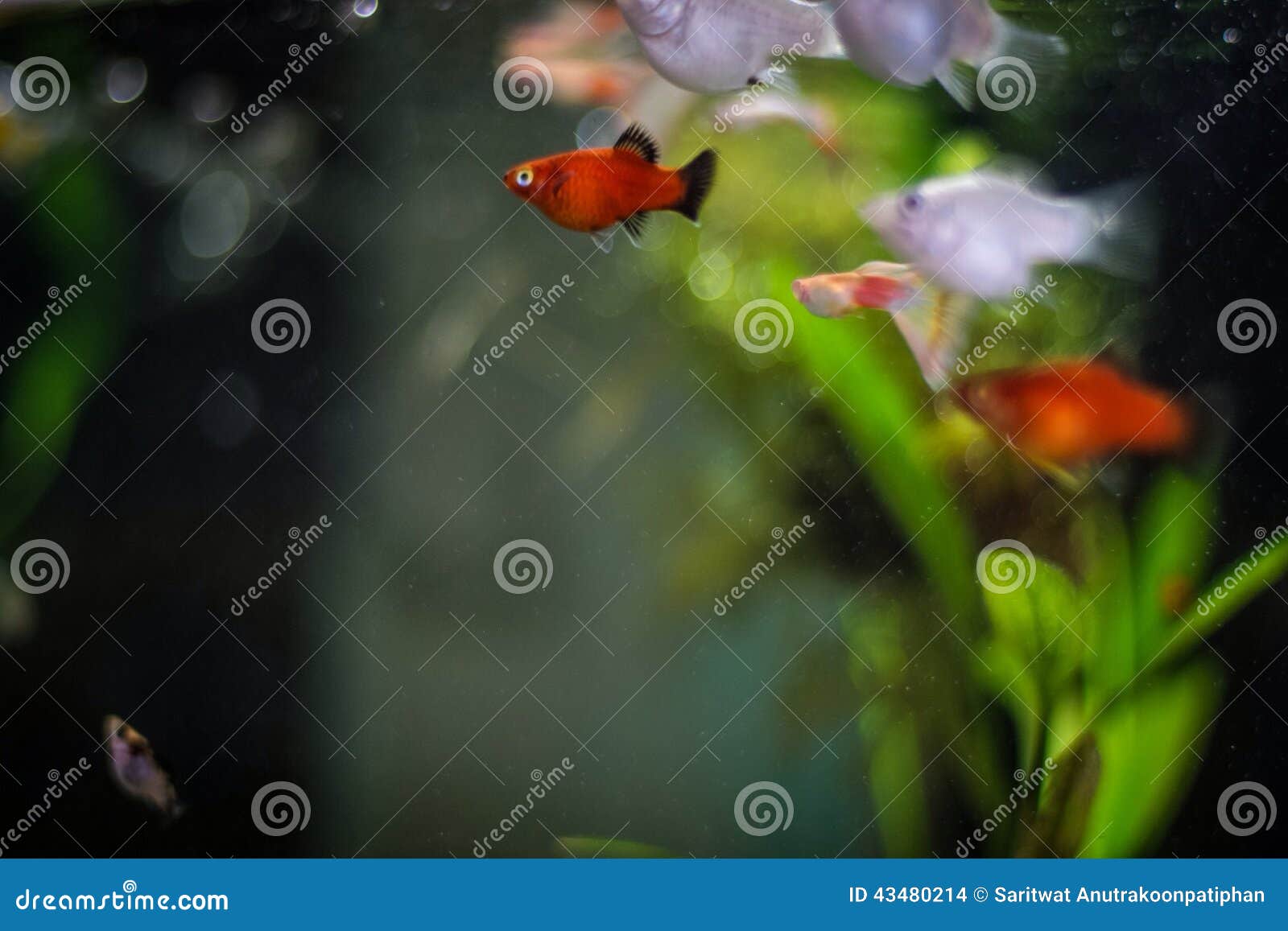 Balloon fish stock photo. Image of water, fish, nature - 43480214