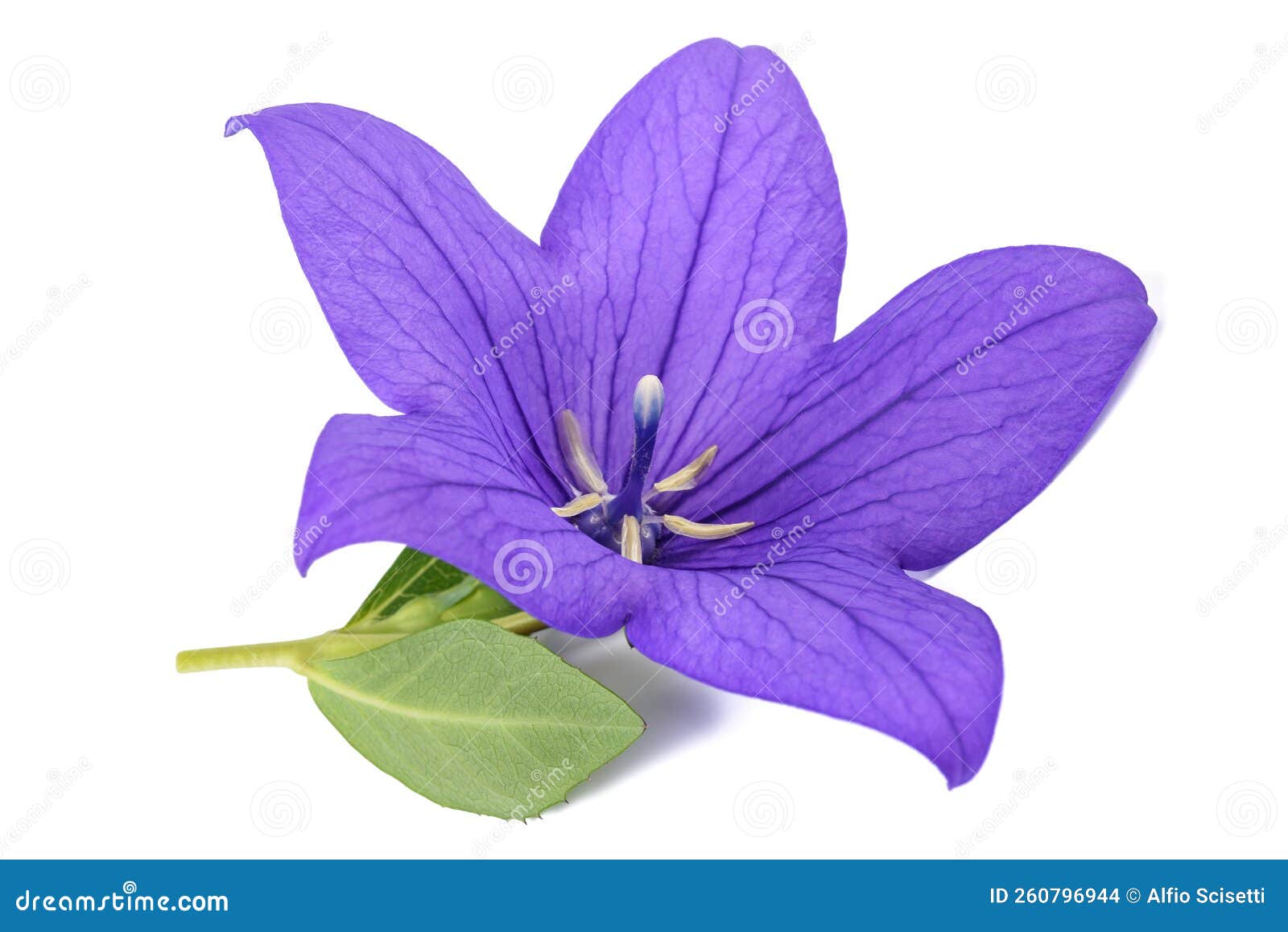 Balloon flower stock photo. Image of bellflowers, chinese - 260796944
