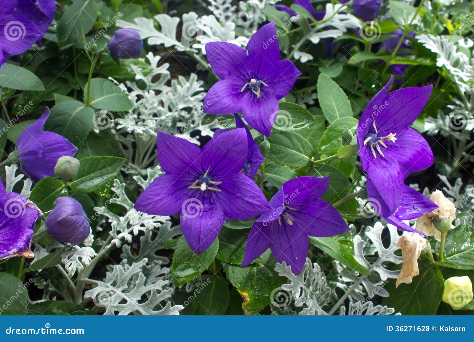Balloon Flower Platycodon Grandiflorus Stock Photo - Image of floral ...