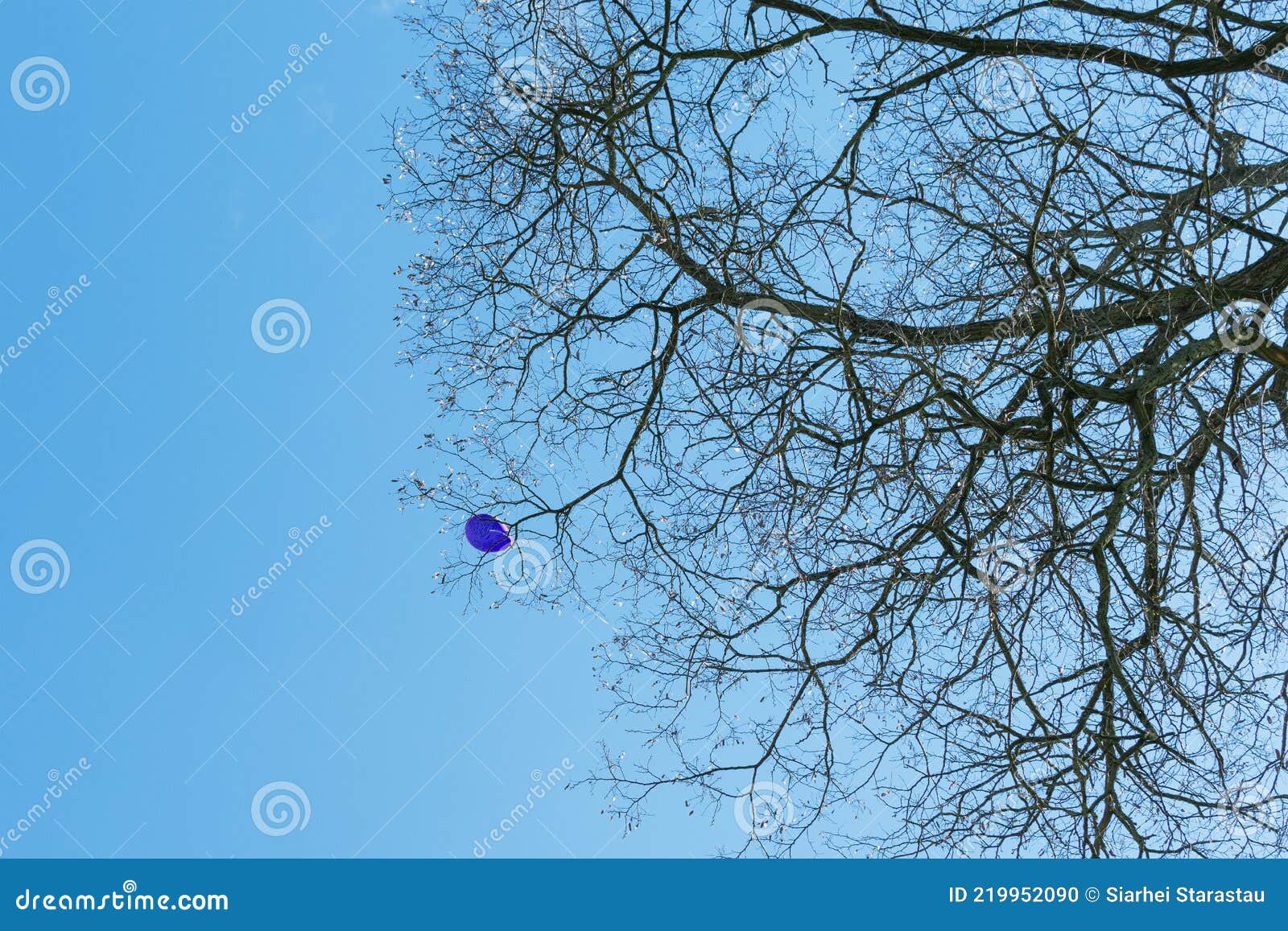 The Balloon Got Stuck in the Crown of a Tree Stock Photo - Image of ...