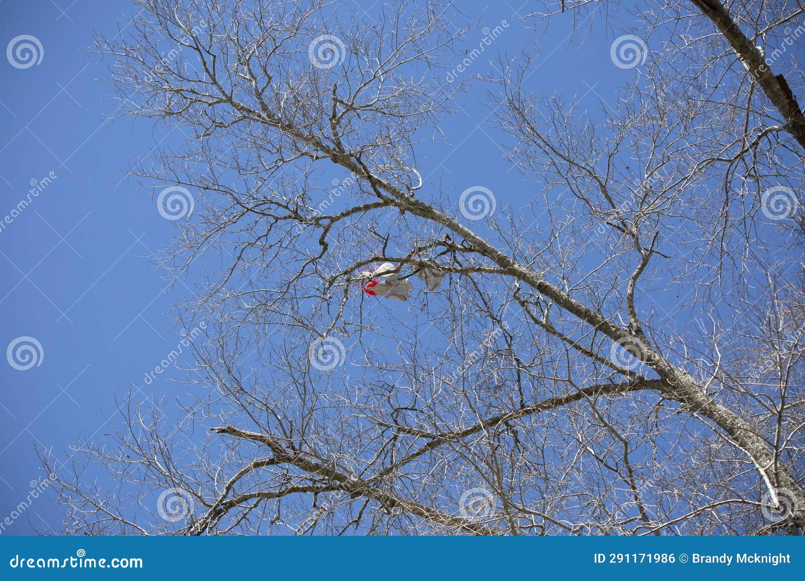 Balloon Litter in a Tree stock photo. Image of climate - 291171986