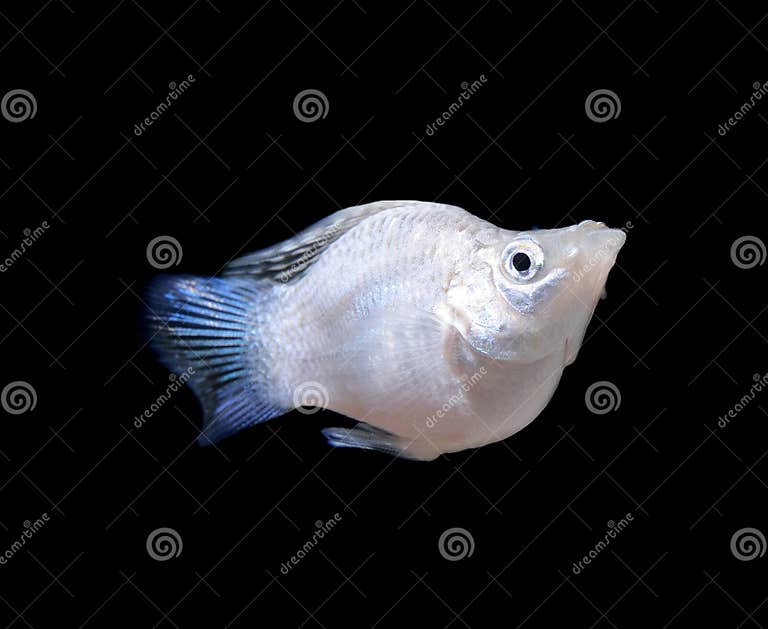 Balloon Silver Molly fish stock image. Image of color - 92276997