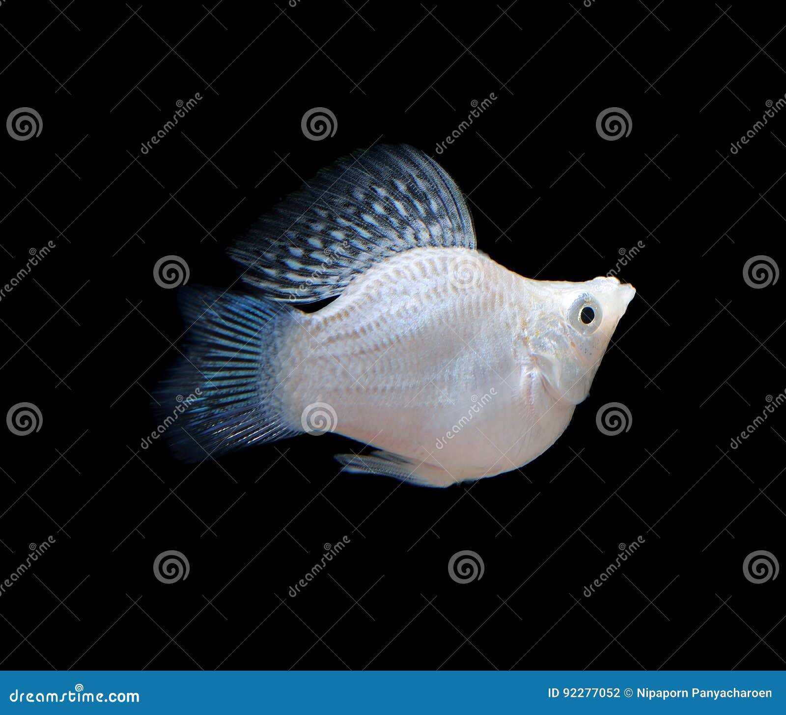 Balloon Silver Molly Fish Stock Photography | CartoonDealer.com #94107062