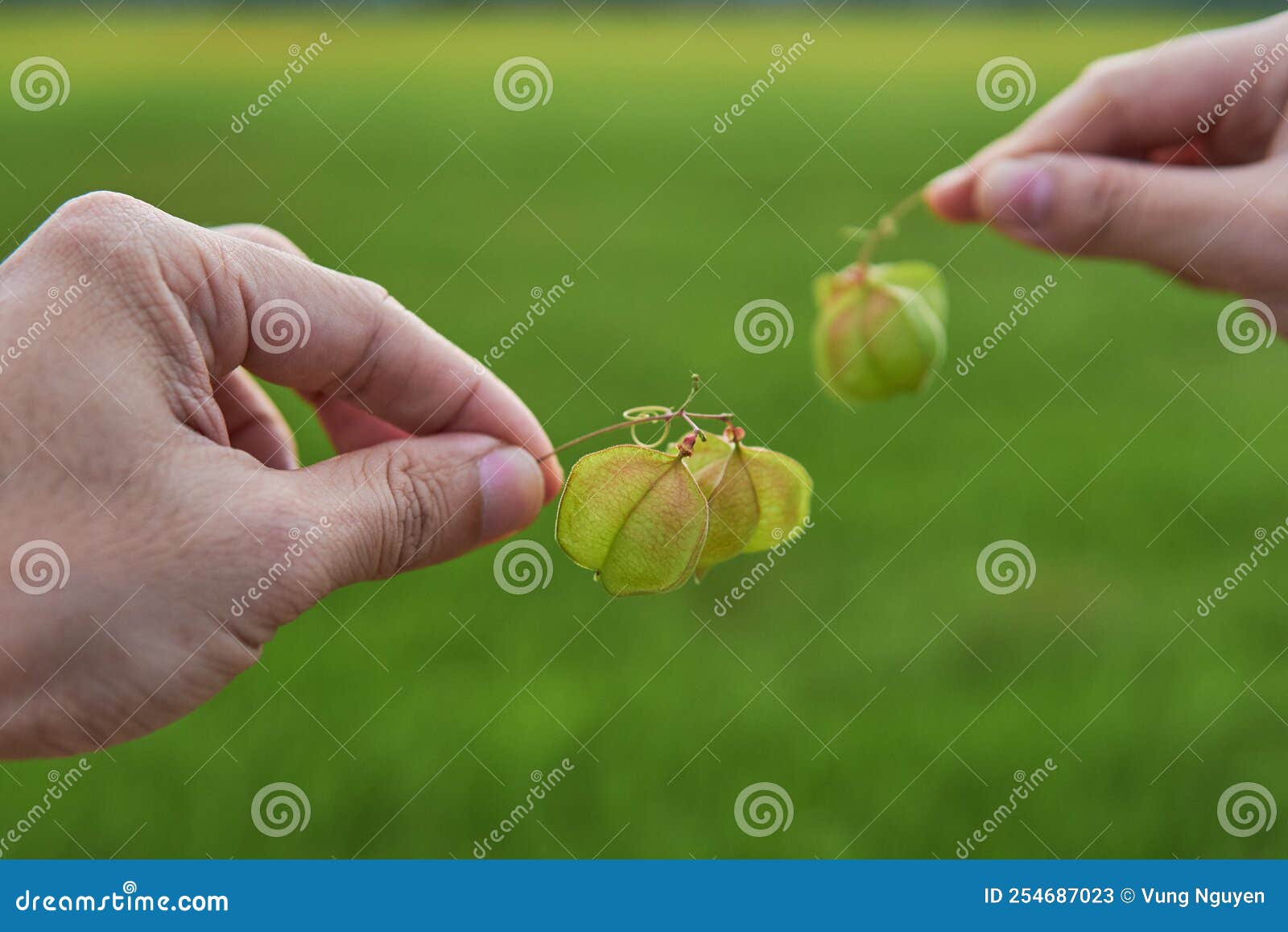 Balloon Vine Plant. Cardiospermum Halicacabum Stock Image - Image of ...