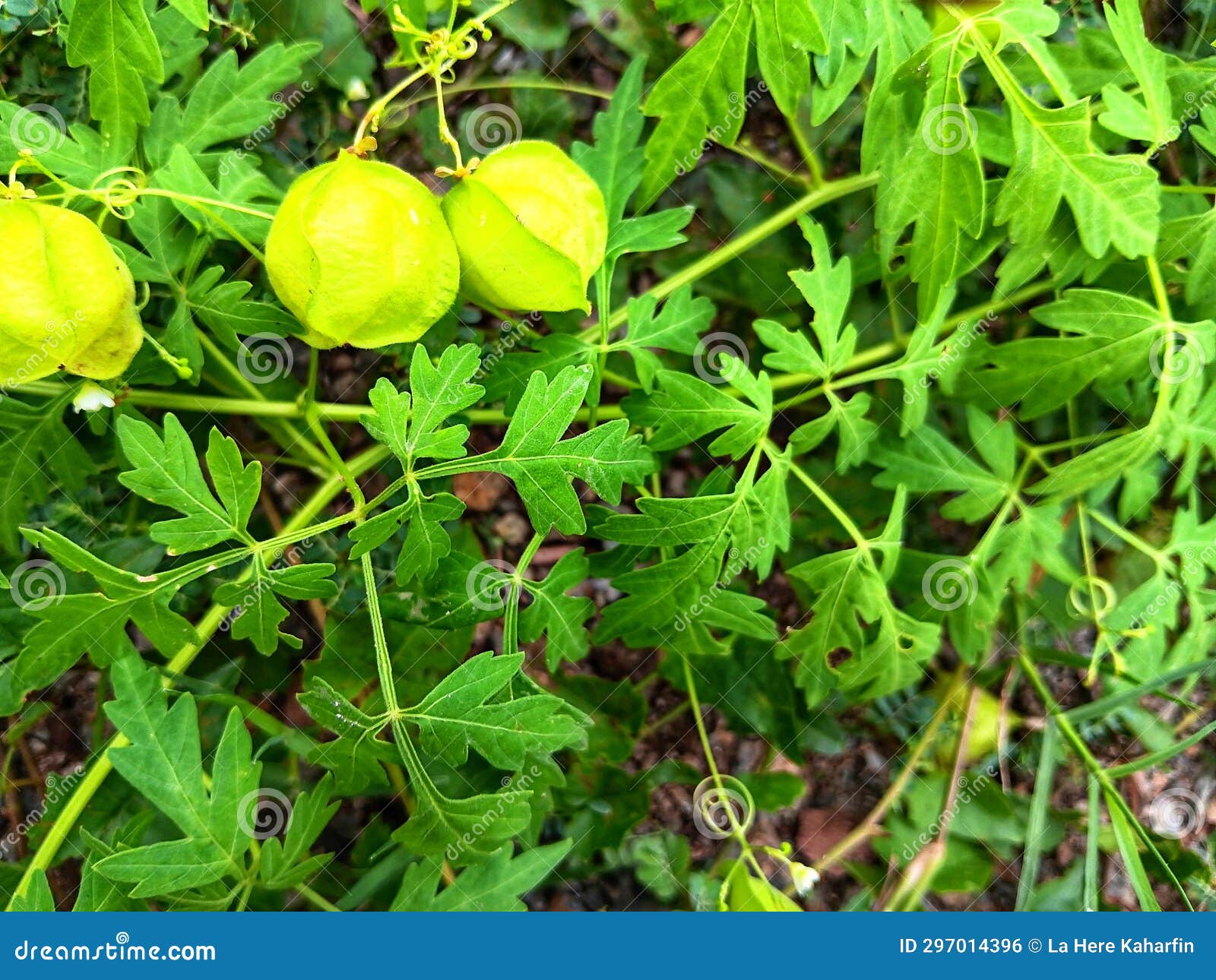 Balloon Vine Cardiospermum Halicacabum Stock Photo - Image of nature ...