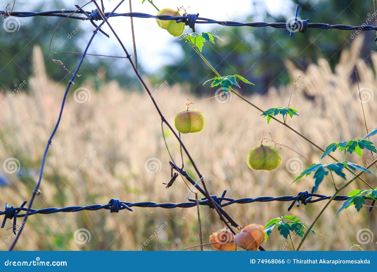 Balloon Vine in the Garden. Stock Photo - Image of light, background ...