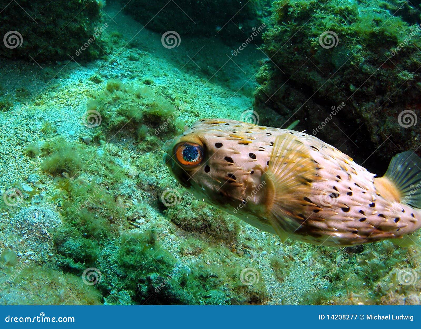 Balloonfish stock image. Image of balloonfish, closeup - 14208277