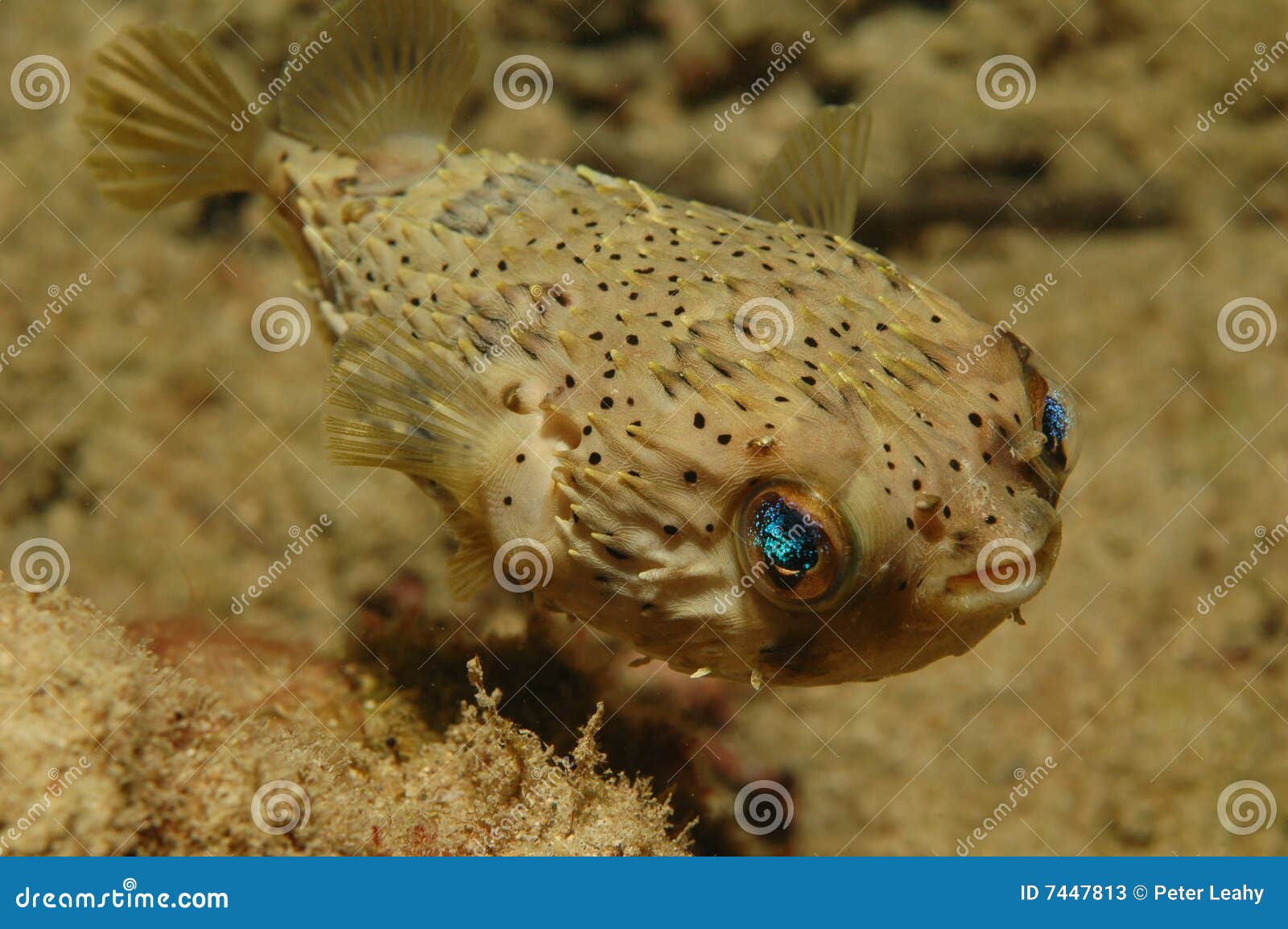 Balloonfish stock image. Image of coral, swim, angelfish - 7447813