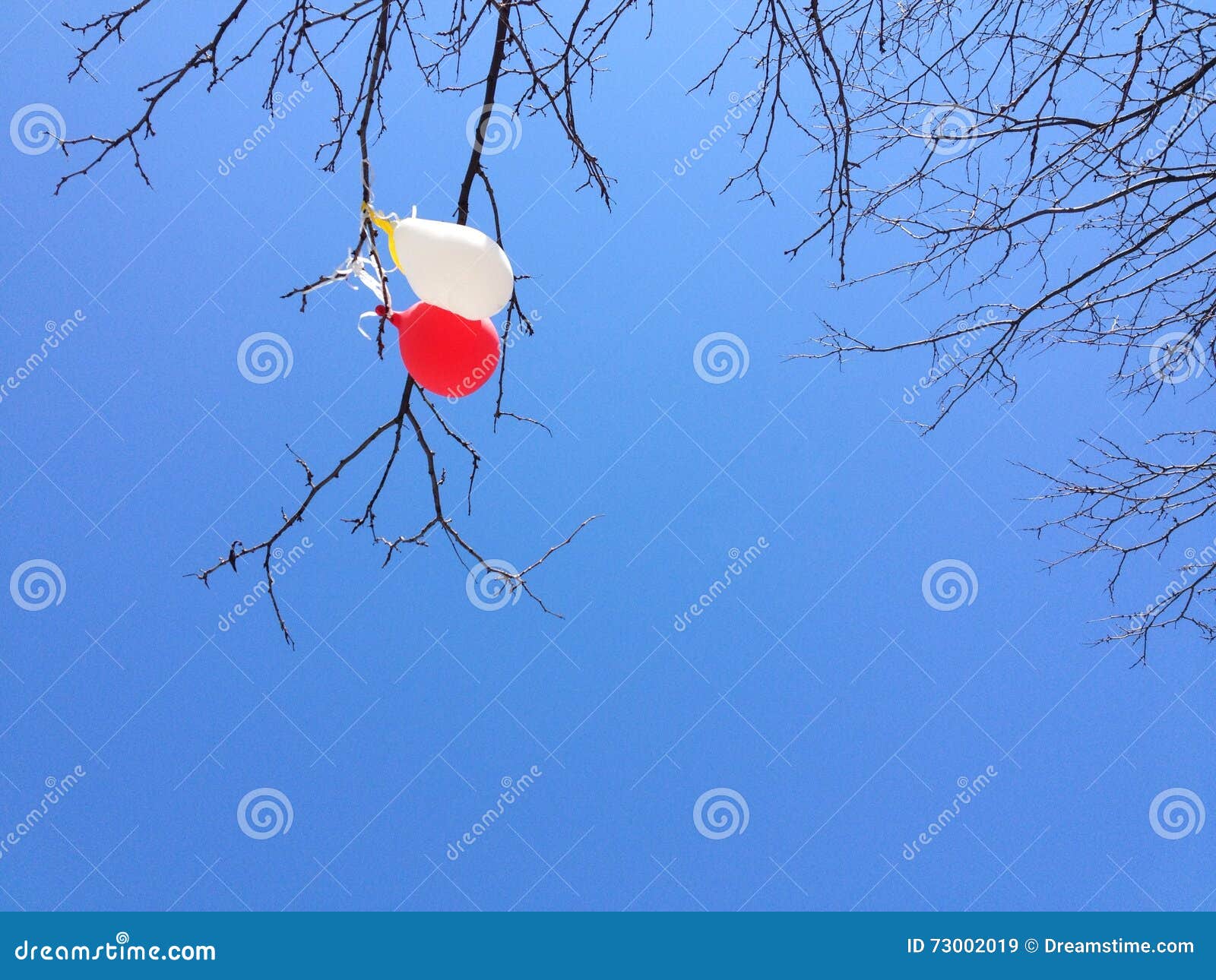 Balloons Hang Stuck in a the Branches of a Tree Stock Image - Image of ...