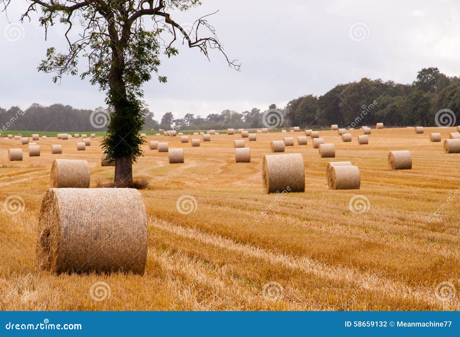 Balls of hay on a field stock photo. Image of harvested - 58659132