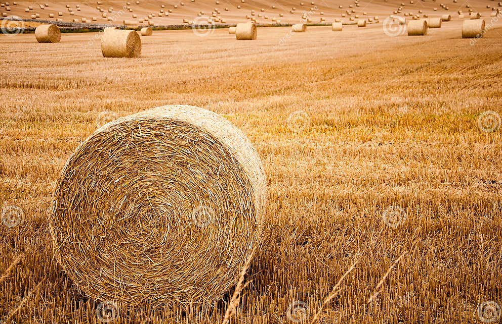 Balls of hay on a field stock photo. Image of grow, natural - 58659280