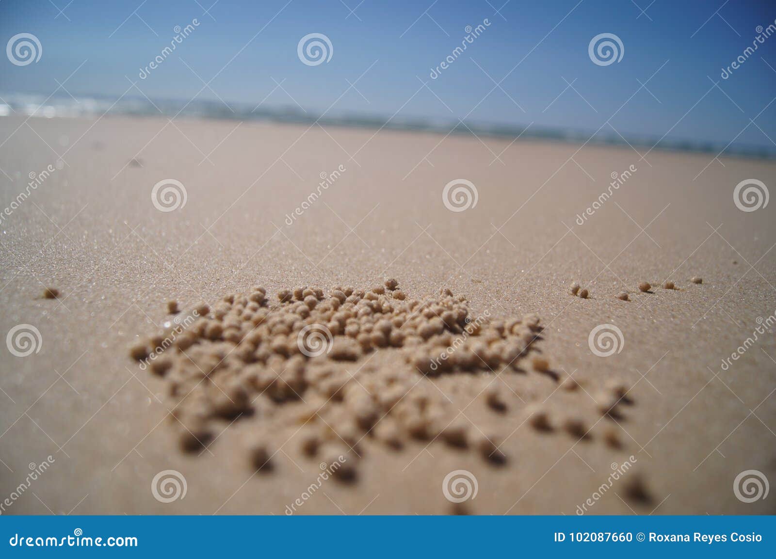Balls of sand stock photo. Image of sand, beach, balls - 102087660