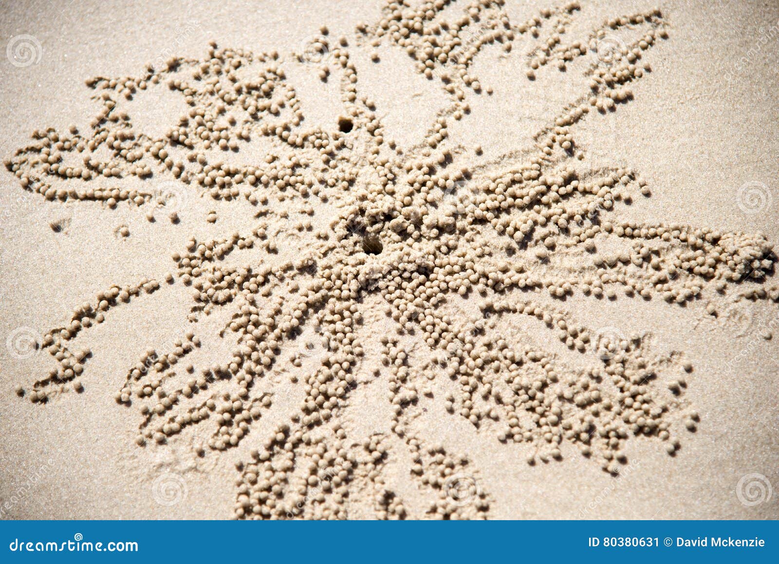 Balls of sand on beach stock image. Image of shore, flower - 80380631