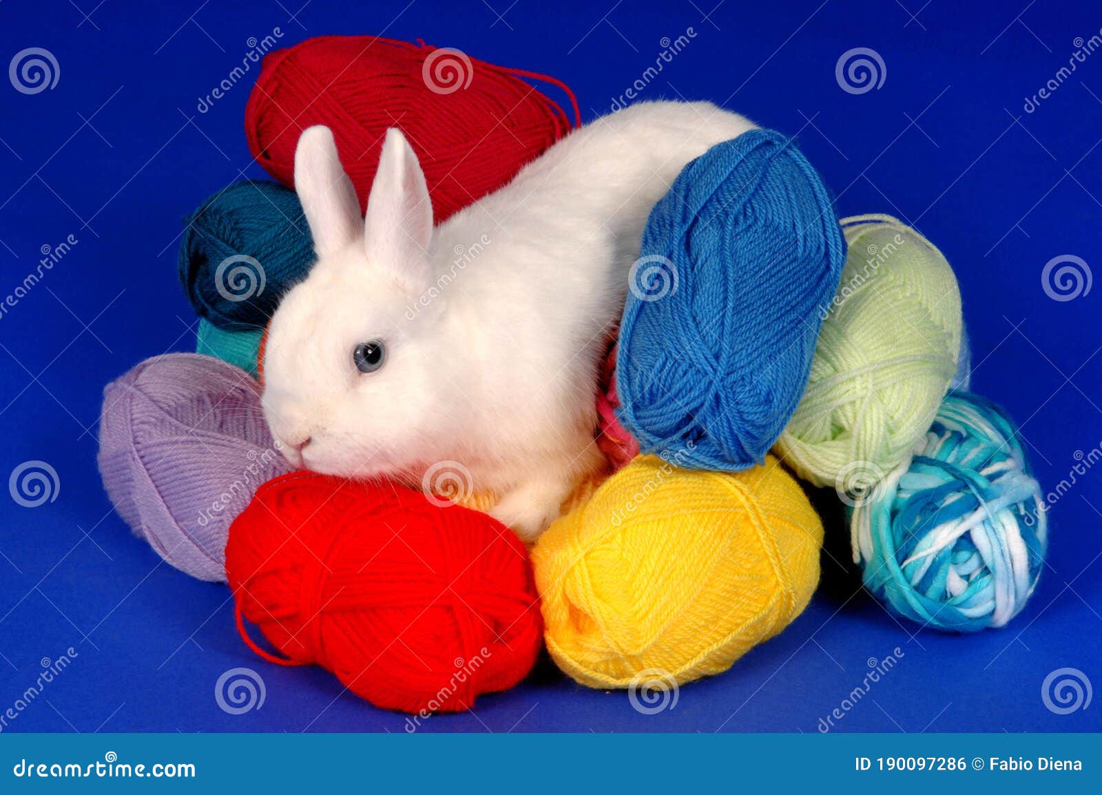 Balls of Wool with White Rabbit Stock Photo - Image of beauty ...
