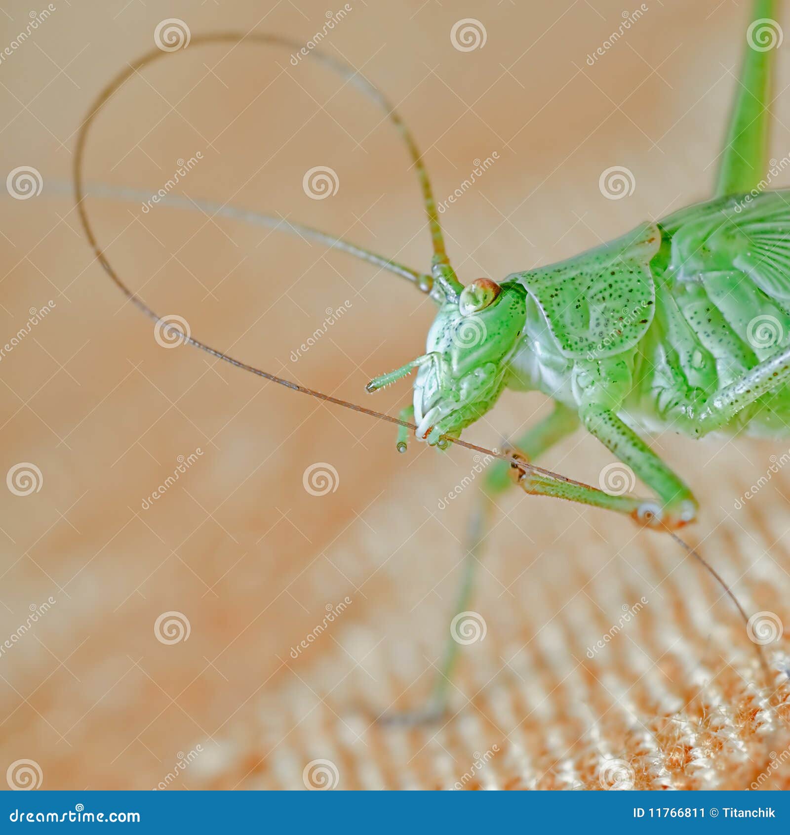 Balm cricket- cicada stock image. Image of locust, details - 11766811