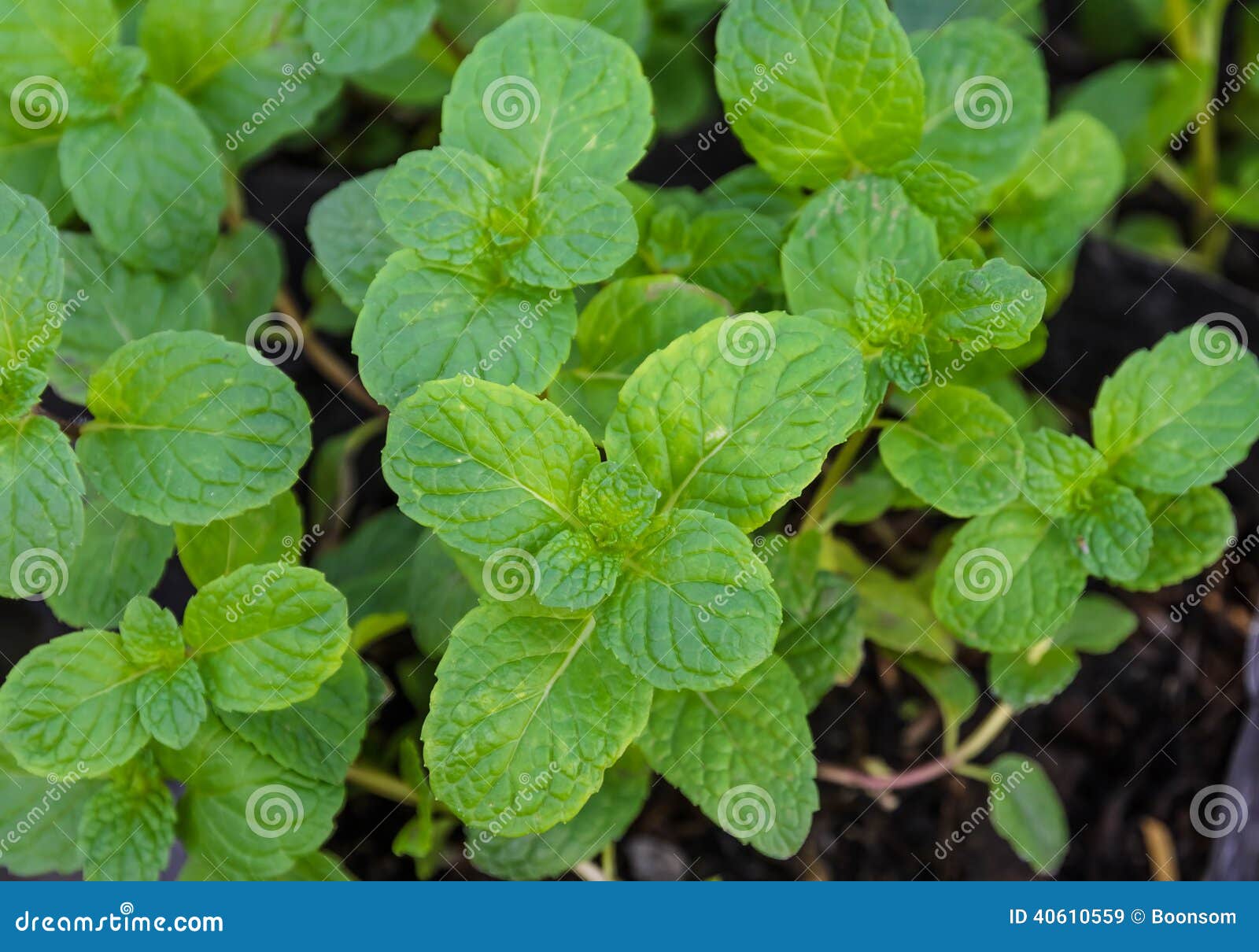 Balm mint plant stock image. Image of fresh, lemon, green - 40610559