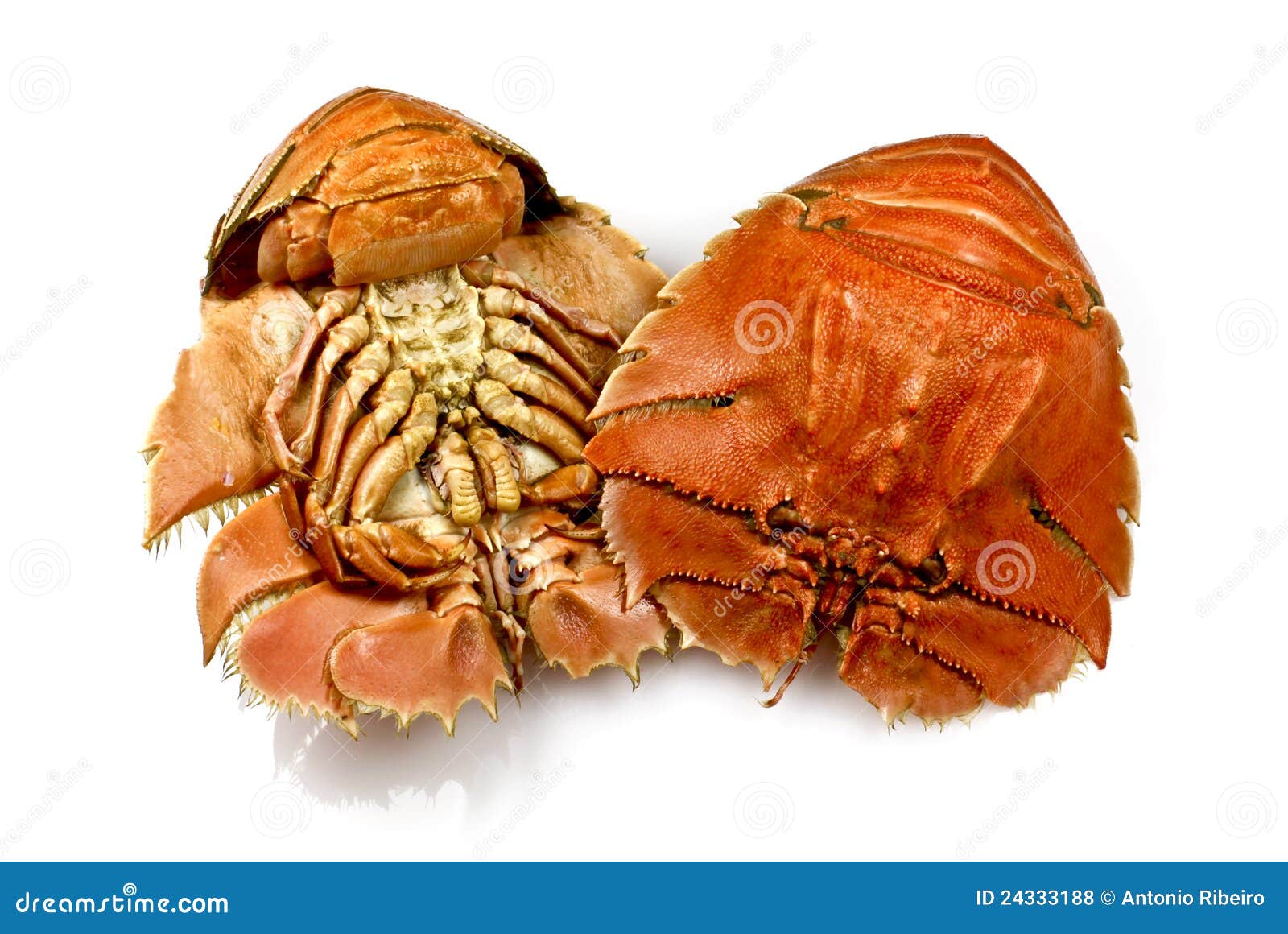 Balmain Bugs stock photo. Image of seafood, nocturnal - 24333188