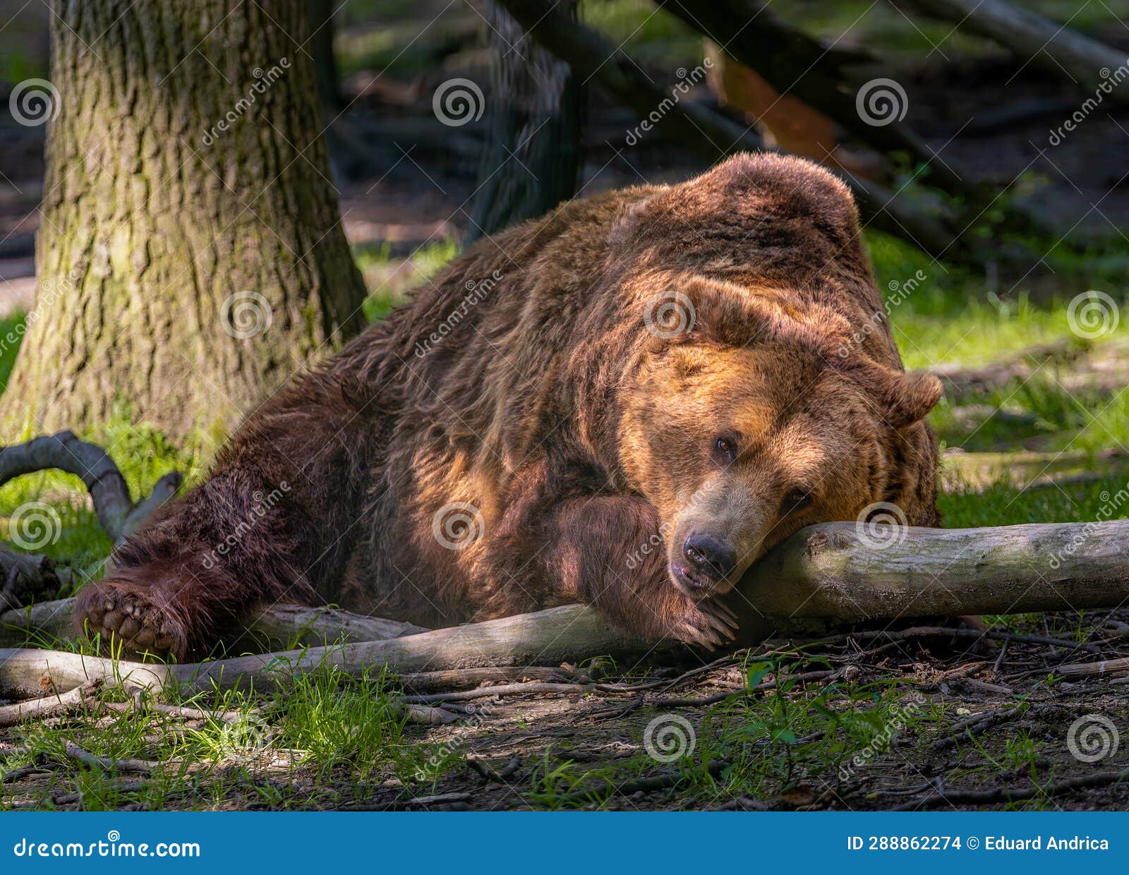 Baloo bear stock photo. Image of nature, solid, lying - 288862274