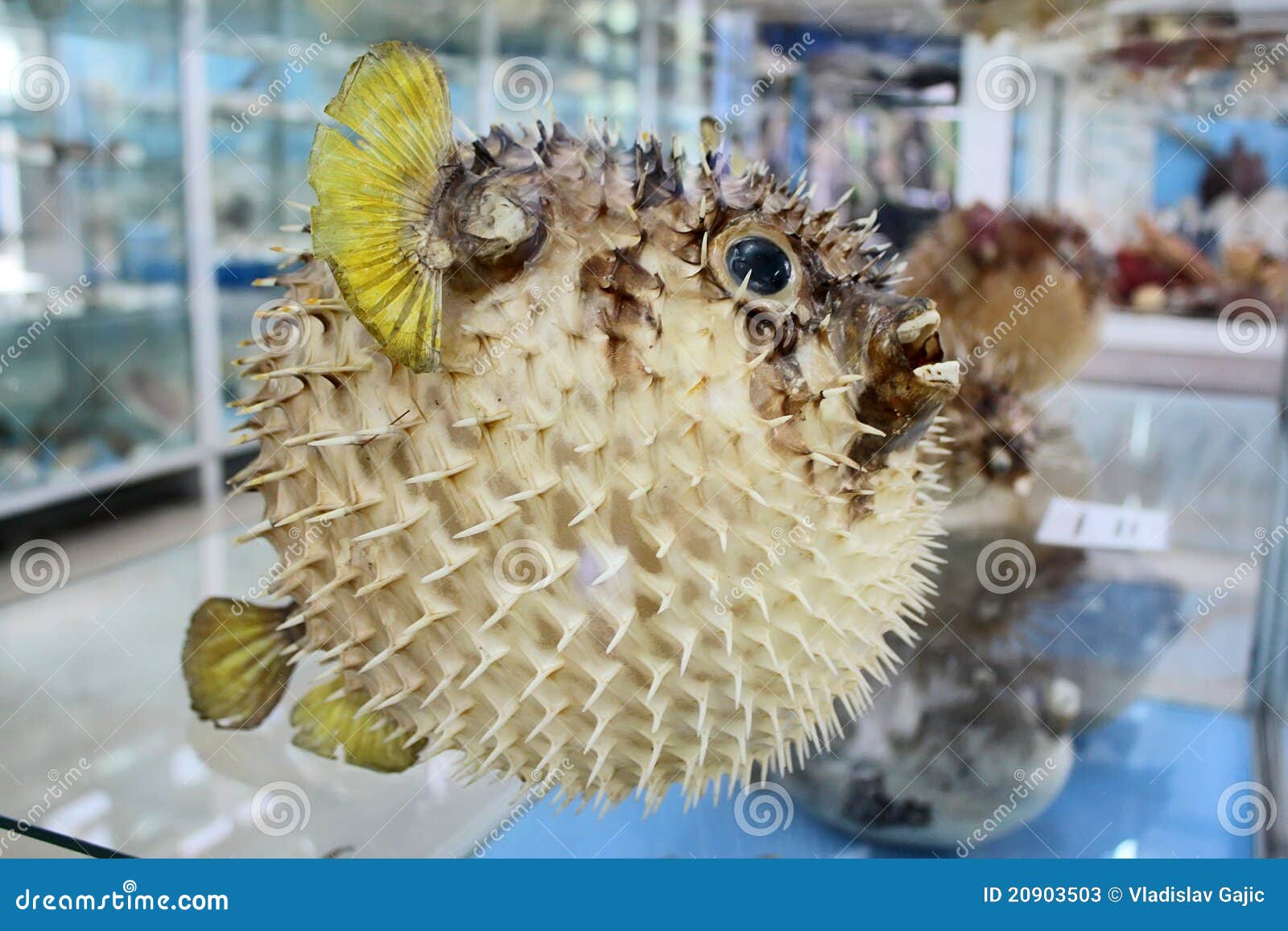 Baloon fish stock image. Image of animal, porcupinefish - 20903503