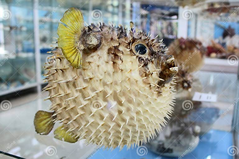 Baloon fish stock image. Image of animal, porcupinefish - 20903503