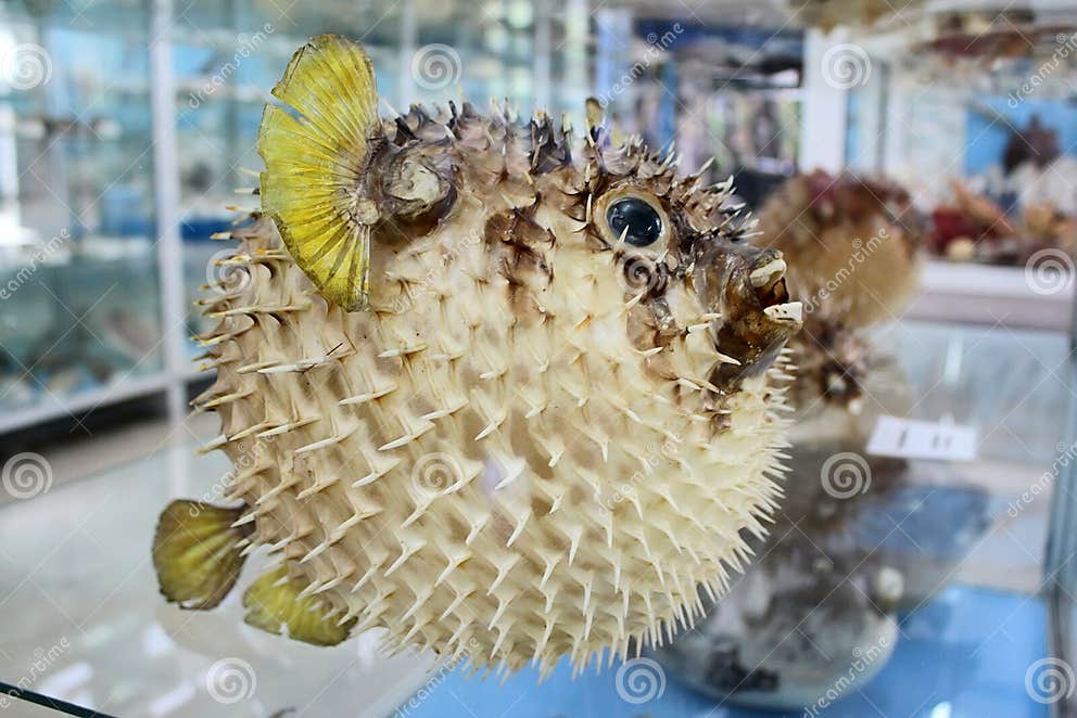 Baloon fish stock image. Image of animal, porcupinefish - 20903503
