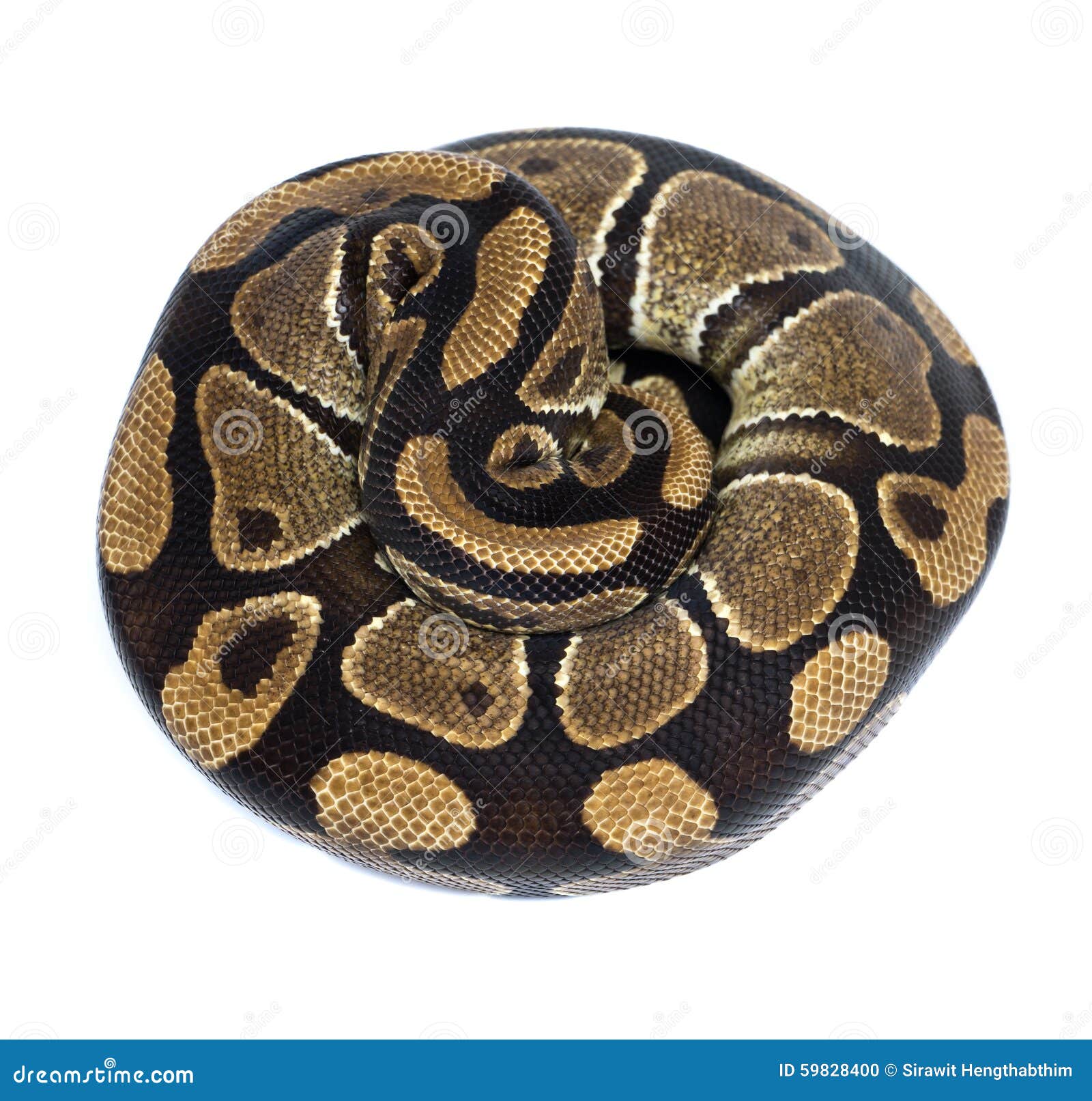 Balpython (koninklijke Python), in Studio Tegen Een Witte Backgroun ...