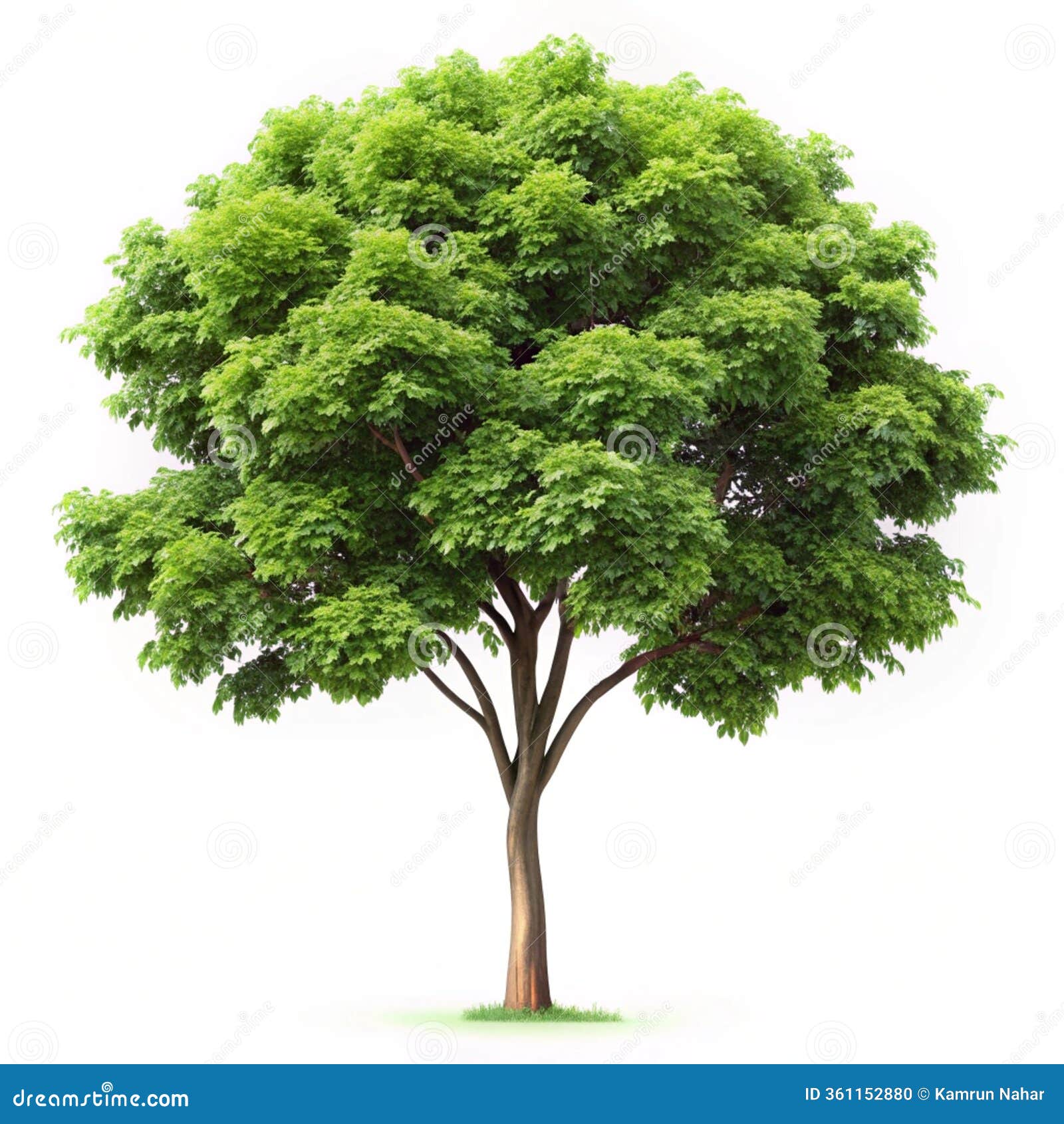 Balsa Tree Ochroma Pyramidale , Poisonous Plant Cartoon Vector ...