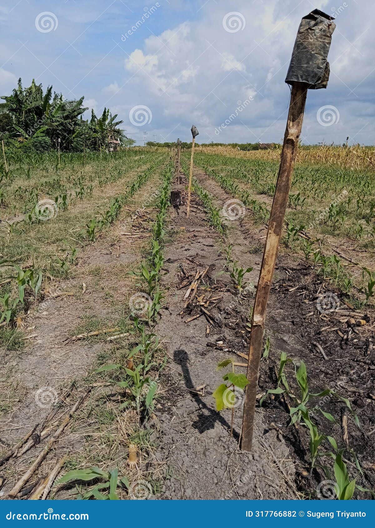 Balsa Tree (Ochroma Pyramidale) Seeds Planted between Corn Plants in ...