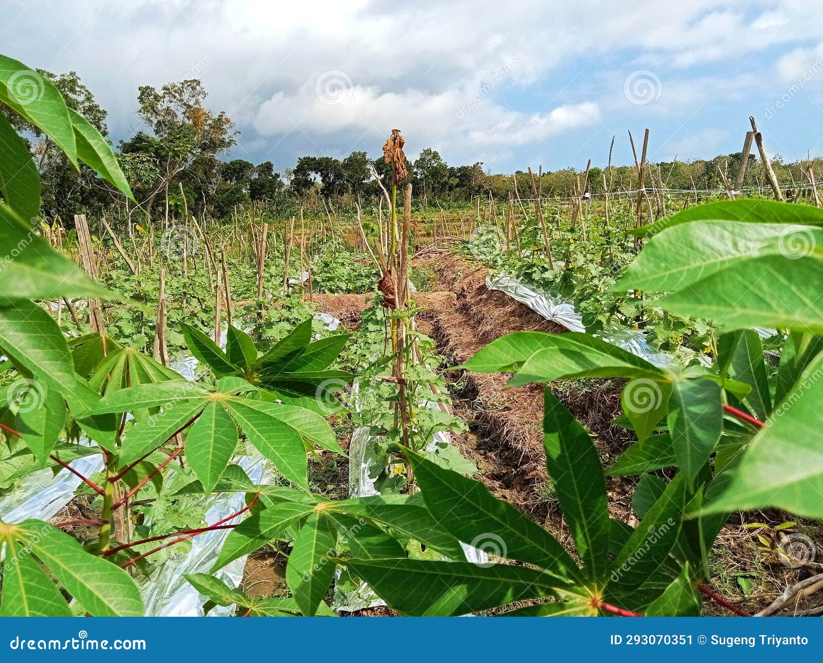 Balsa Trees Die, Their Leaves Wilt and Dry Stock Image - Image of ...
