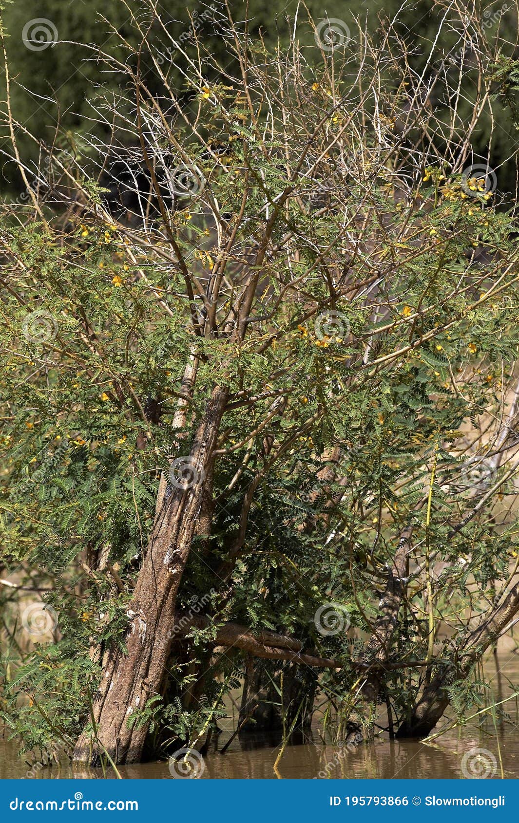 Balsa Wood Tree, Aeschynomene Elaphroxylon, Baringo Lake in Kenya Stock ...
