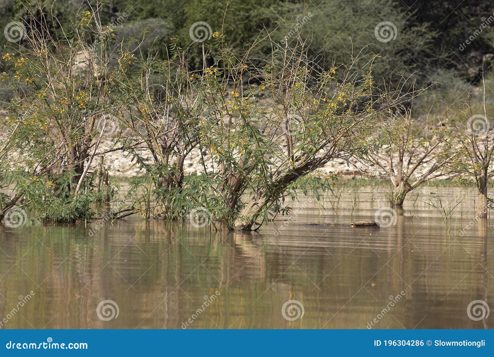 Balsa Wood Tree, Aeschynomene Elaphroxylon, Trees at Baringo Lake in ...