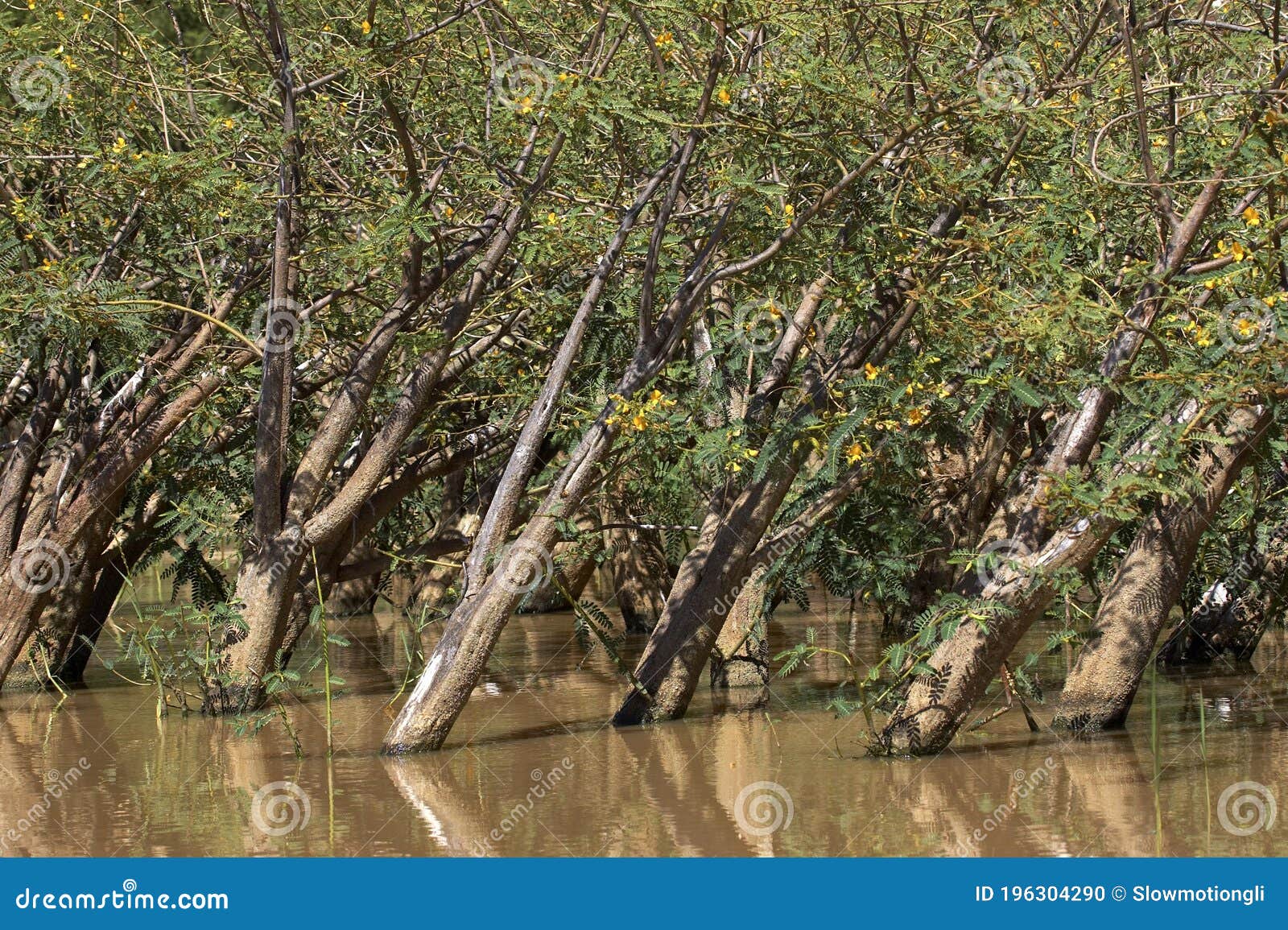 184 Balsa Tree Photos - Free & Royalty-Free Stock Photos from Dreamstime