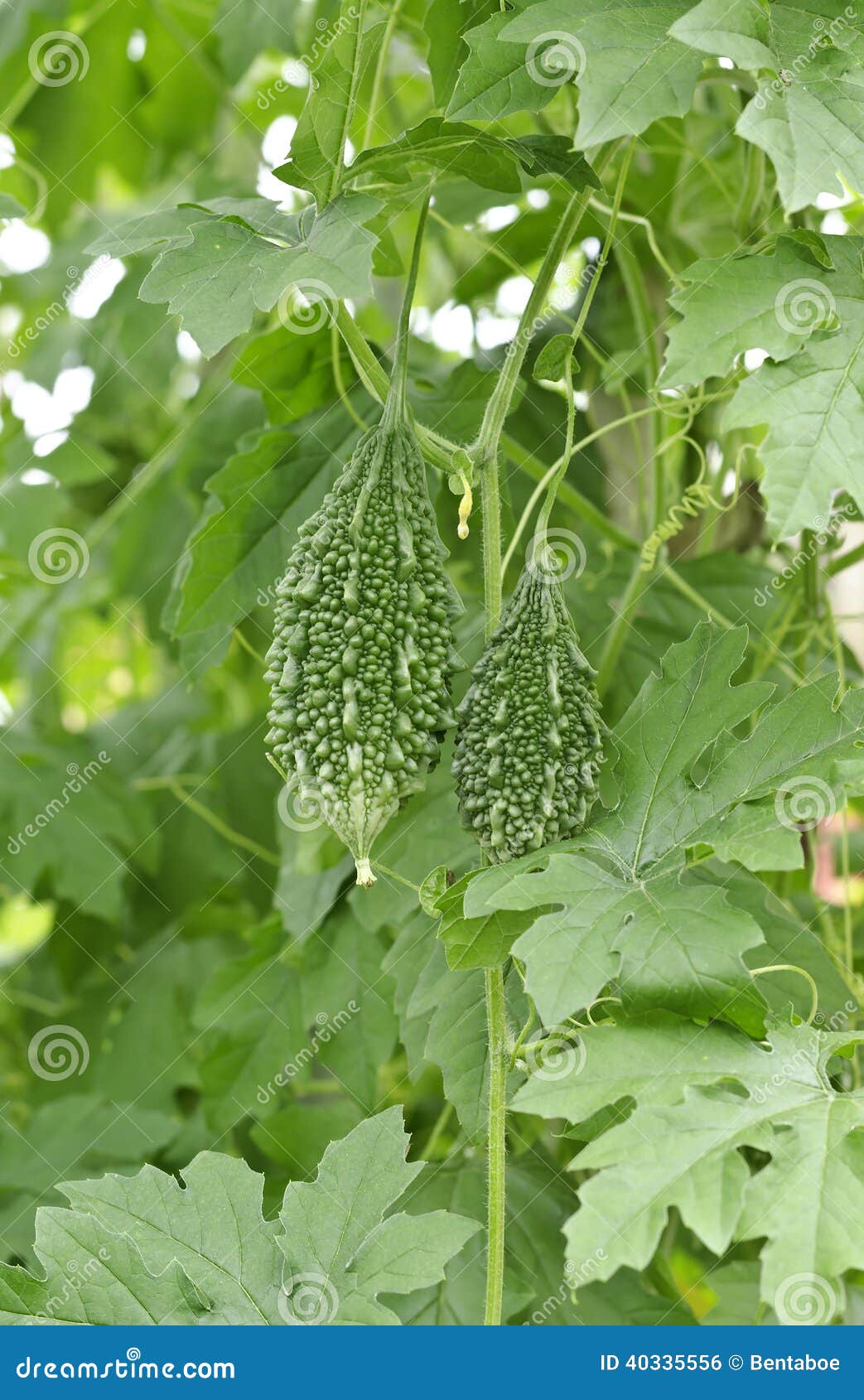 Balsam Apple, Balsam Pear, Bitter Cucumber, Bitter Gourd, Bitter ...