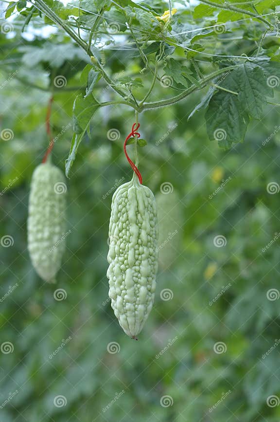 Balsam apple stock photo. Image of apple, balsam, fresh - 37932406