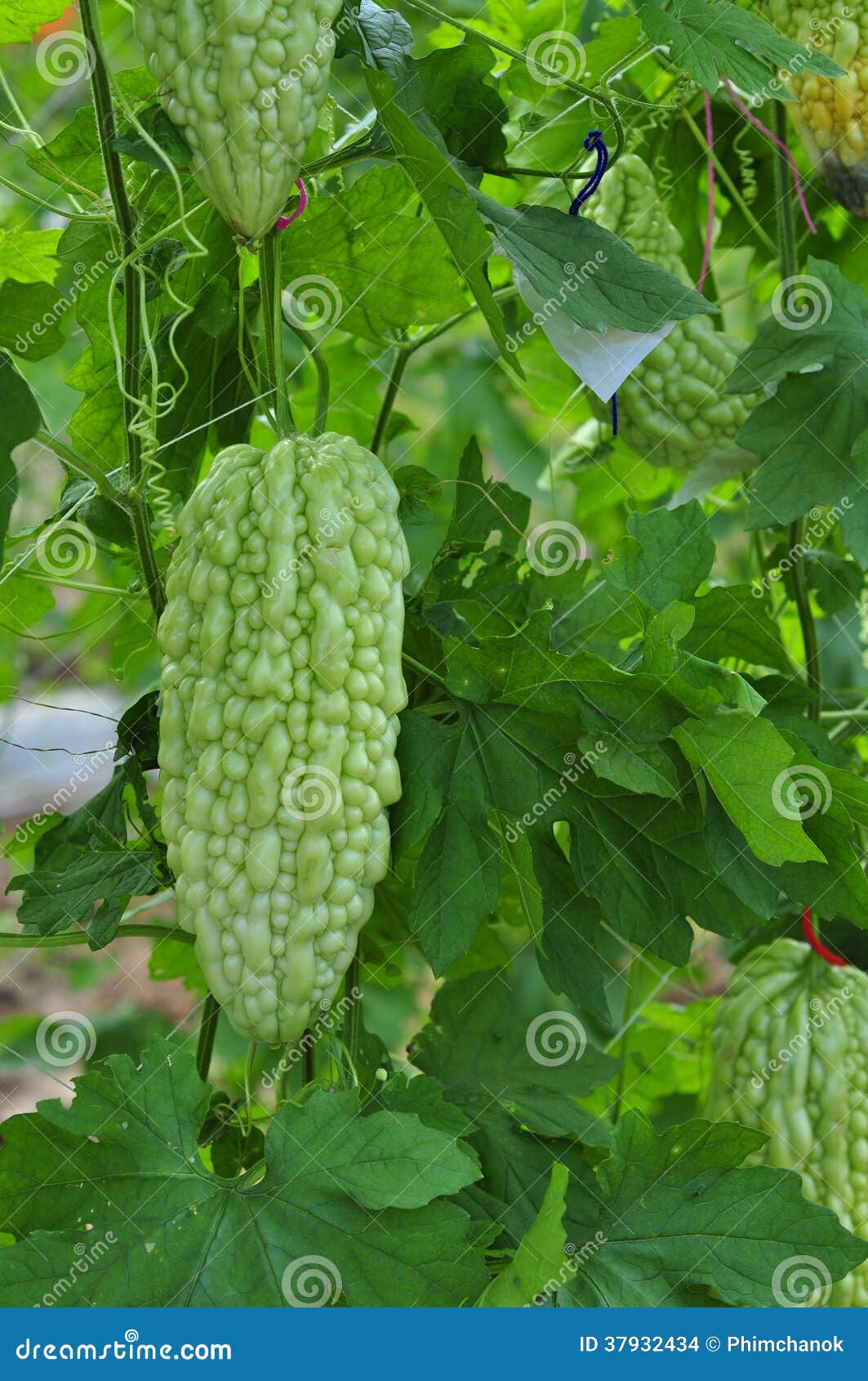 Balsam Apple, Balsam Pear, Bitter Cucumber, Bitter Gourd, Bitter Melon ...