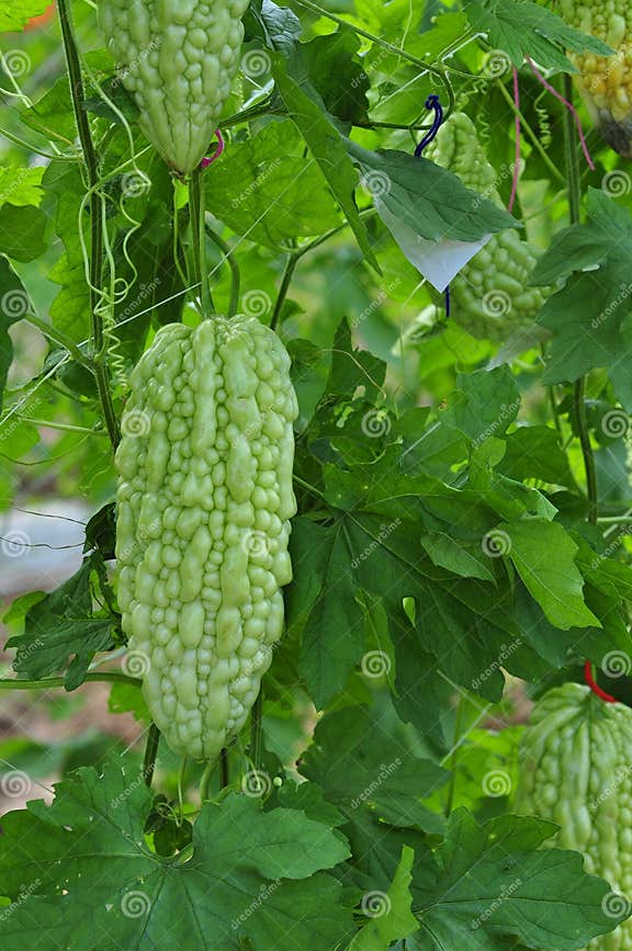 Balsam apple stock photo. Image of asian, natural, diet - 37932434