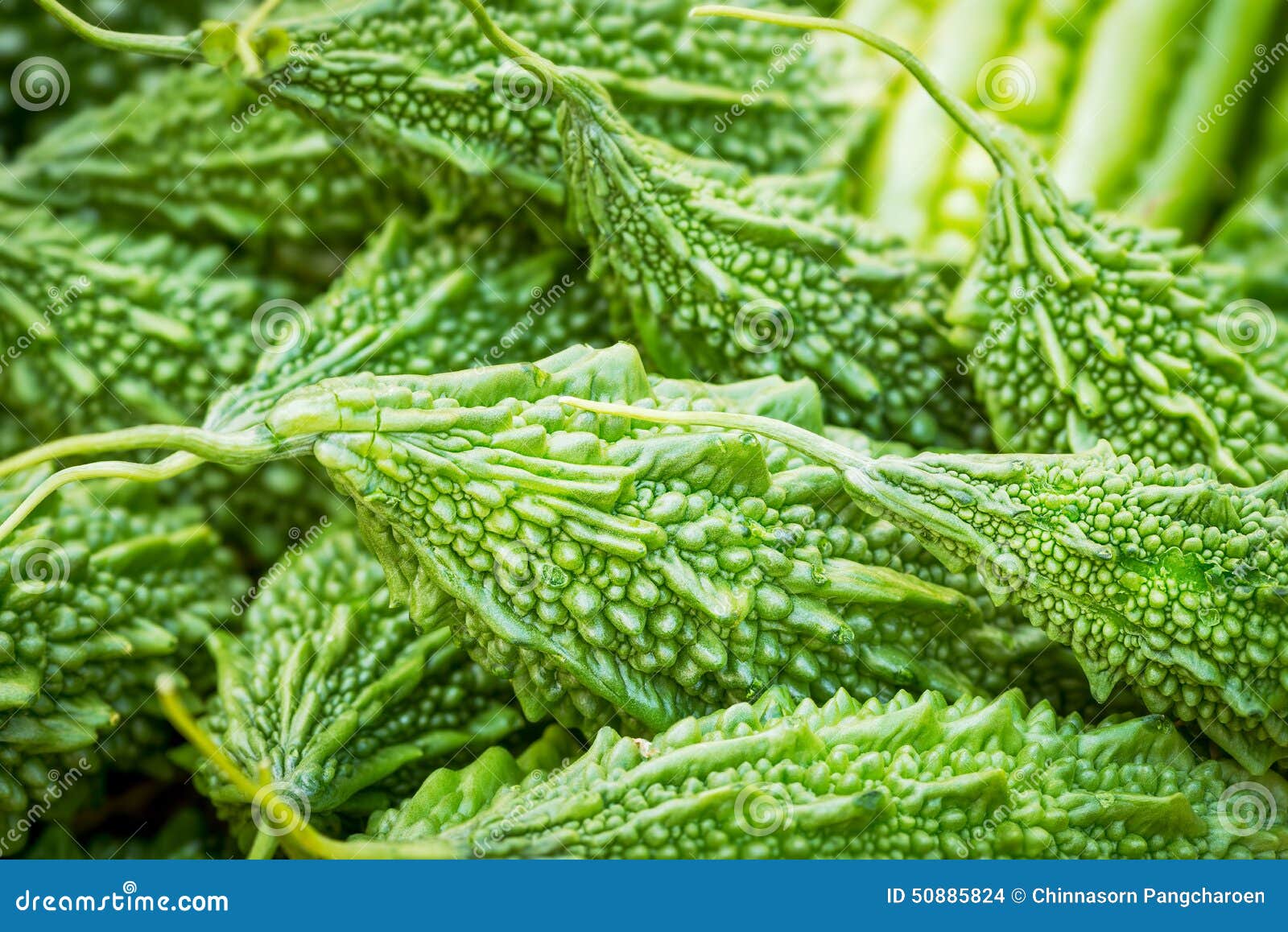 Balsam apple stock photo. Image of green, natural, charantia - 50885824