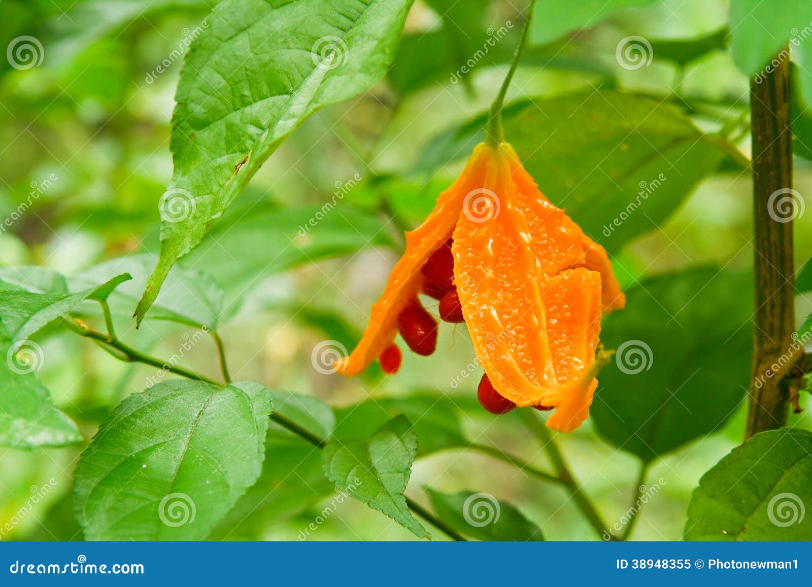 Balsam apple on tree stock image. Image of asian, herb - 38948355