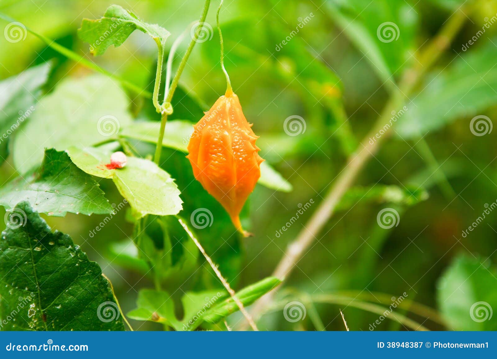 Balsam apple on tree stock image. Image of edible, asian - 38948387