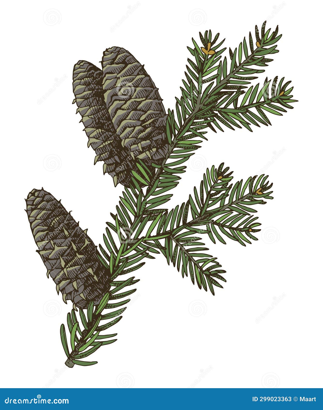 Balsam Fir Tree Branch Hand Drawn Vector Stock Vector Illustration Of Silhouette Isolated