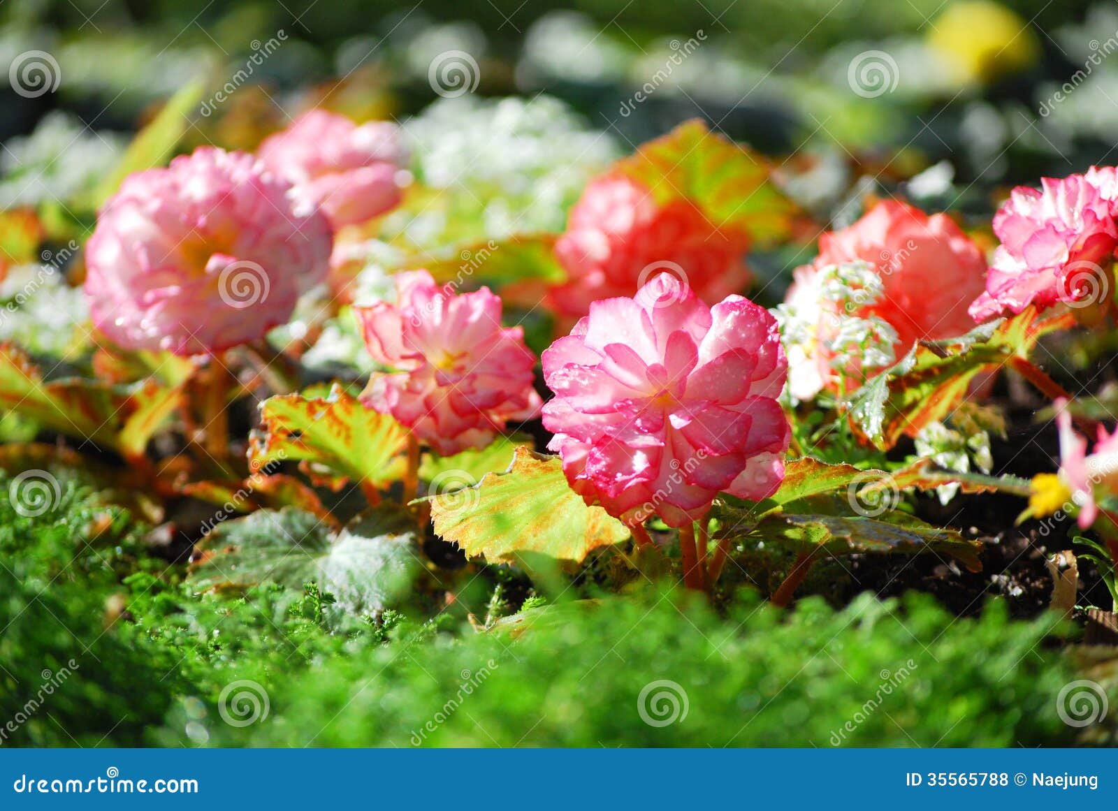 Balsam flower stock photo. Image of colorful, head, garden - 35565788