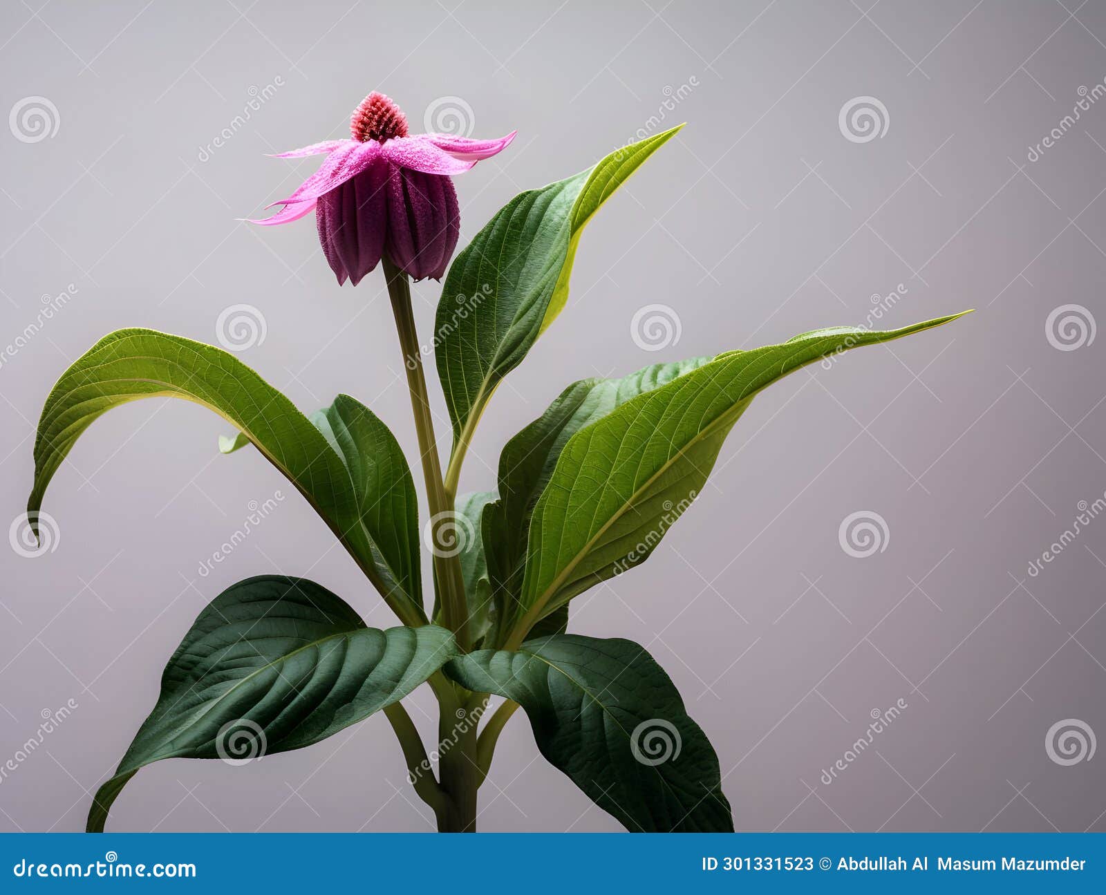 Glandulifera Cartoons, Illustrations & Vector Stock Images - 141 ...