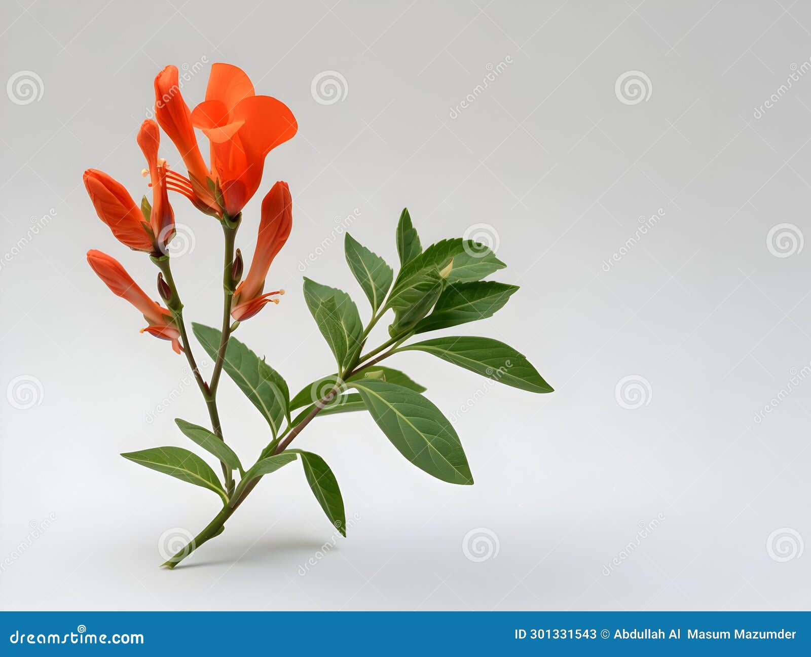 Balsam Flower, Watercolor Clipart Illustration With Isolated Background ...