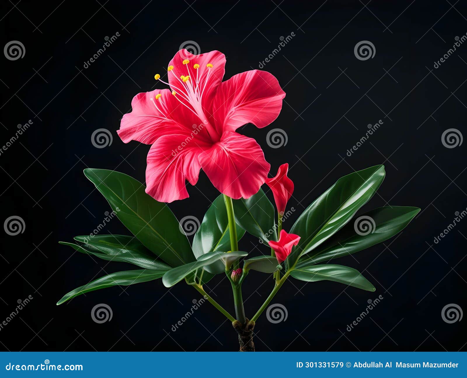 Balsam Flower in Studio Background, Single Balsam Flower, Beautiful ...
