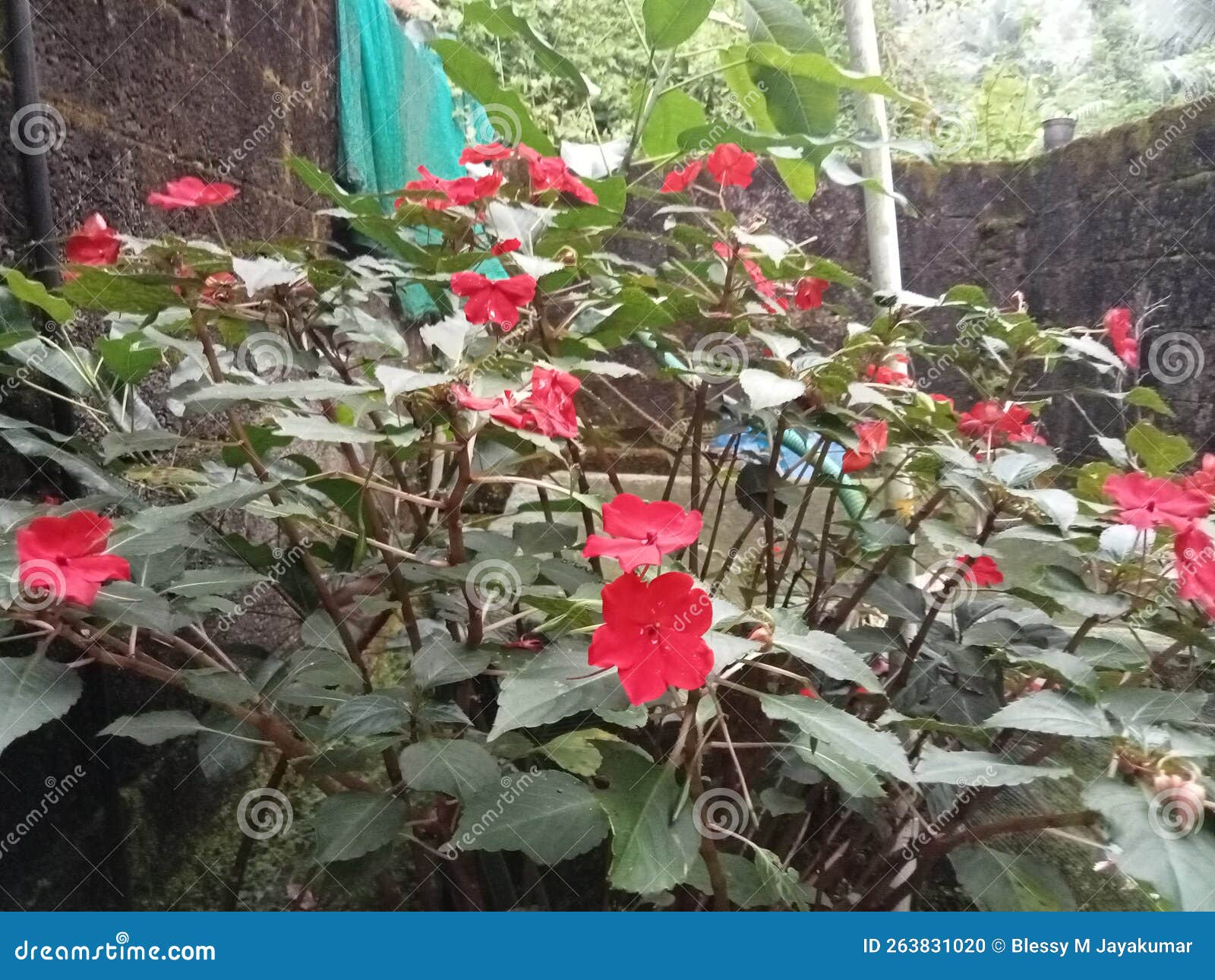 Balsam Garden in Kerala Chinese Balsam Stock Photo - Image of chin ...