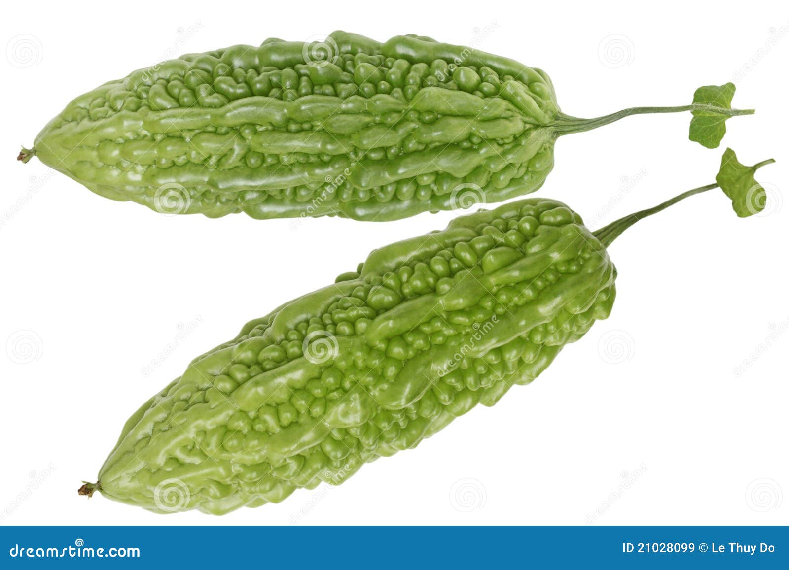 Balsam Pear Bitter Melon stock image. Image of edible - 21028099