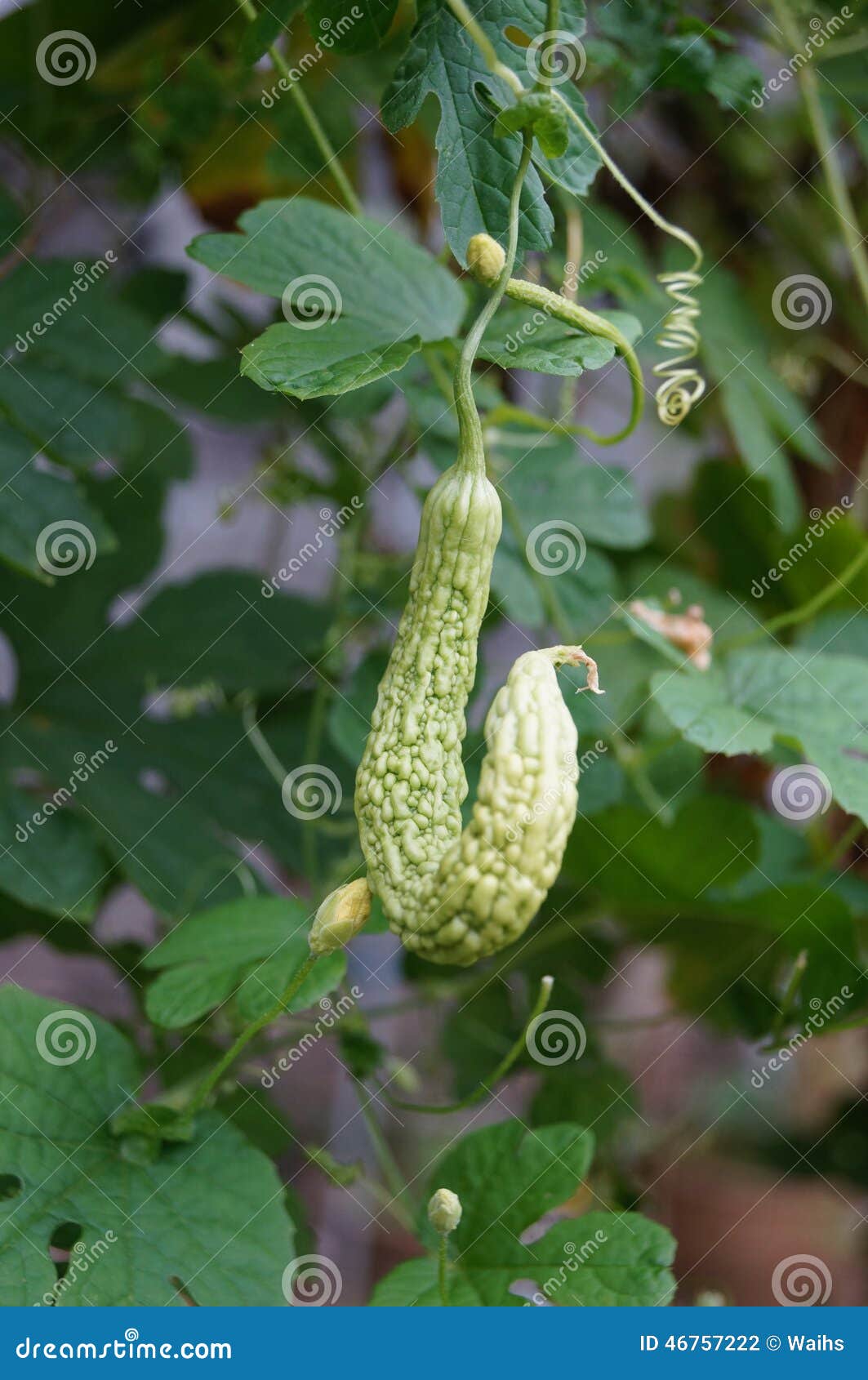Balsam pear stock photo. Image of leaves, food, growth - 46757222