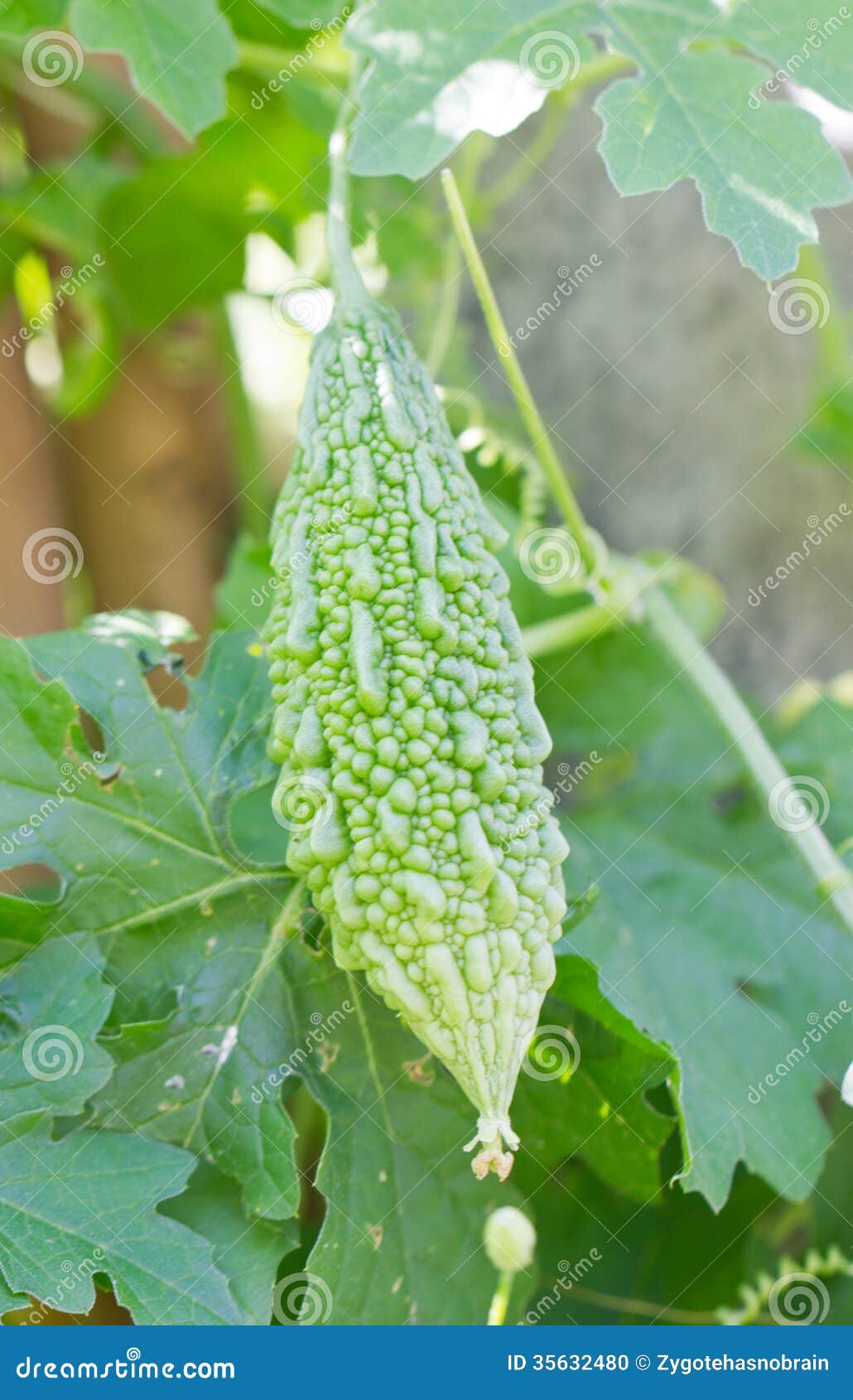 Balsam pear plant. stock photo. Image of agriculture - 35632480