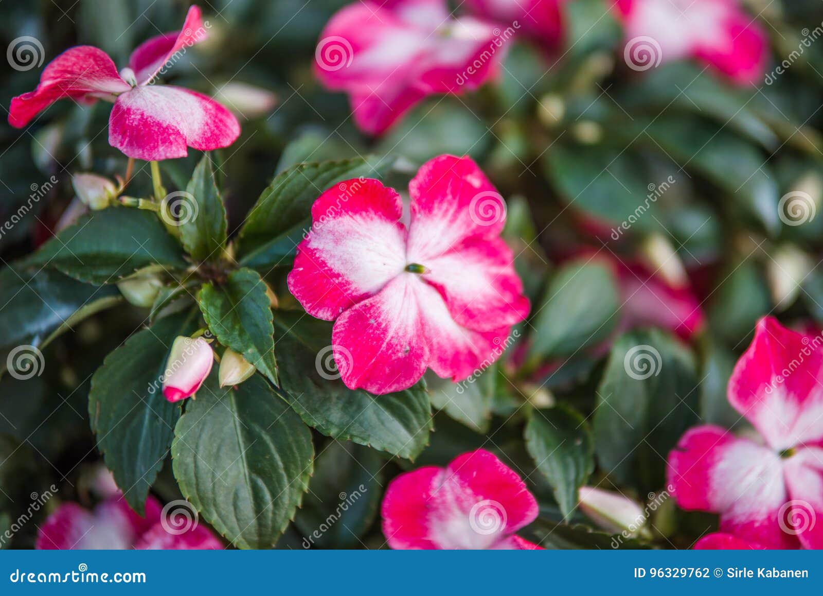 Balsamina de Impatiens foto de archivo. Imagen de flora - 96329762